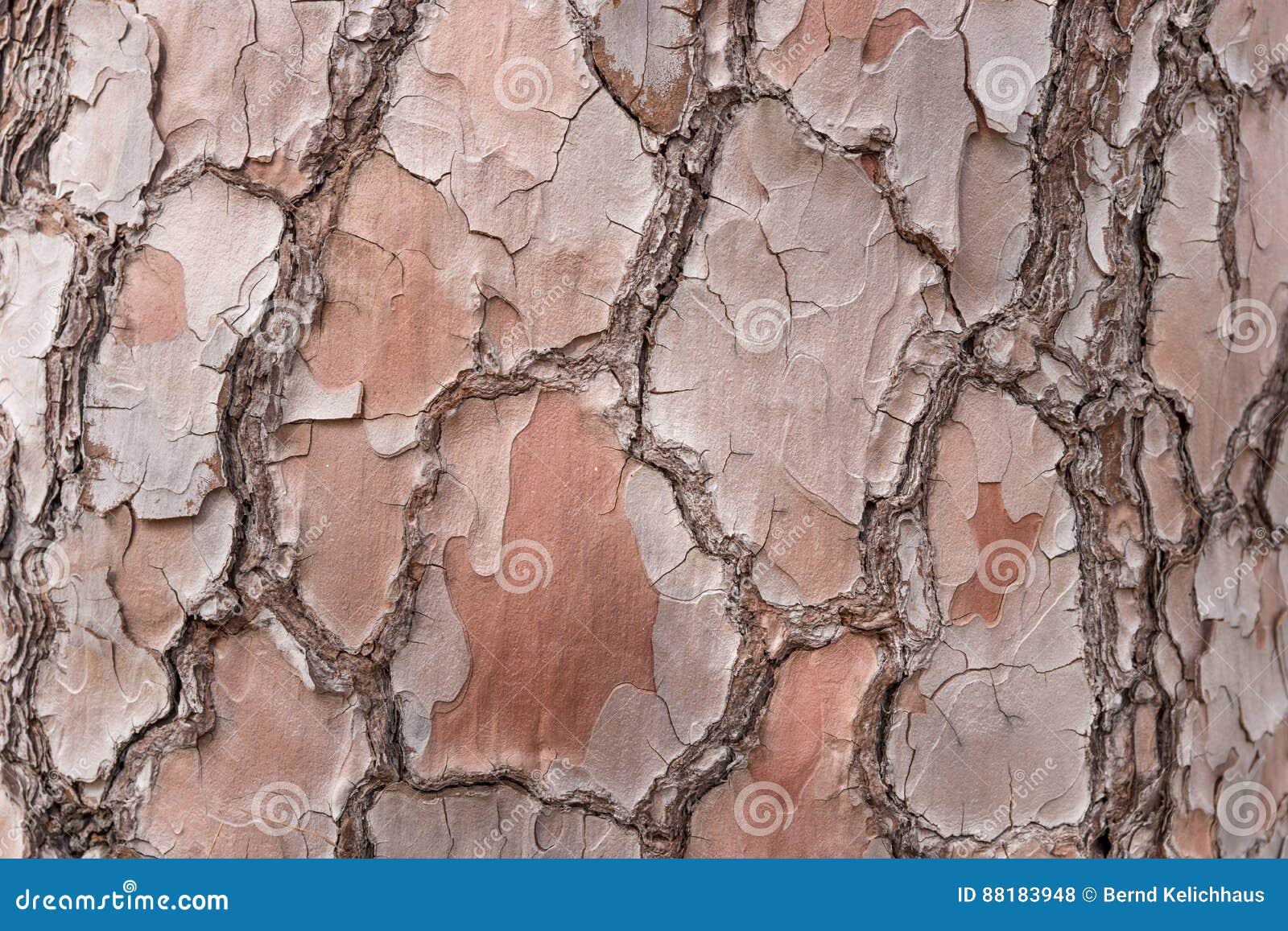 Close Up of Trunk Bark of Pinus Canariensis Stock Photo - Image of ...