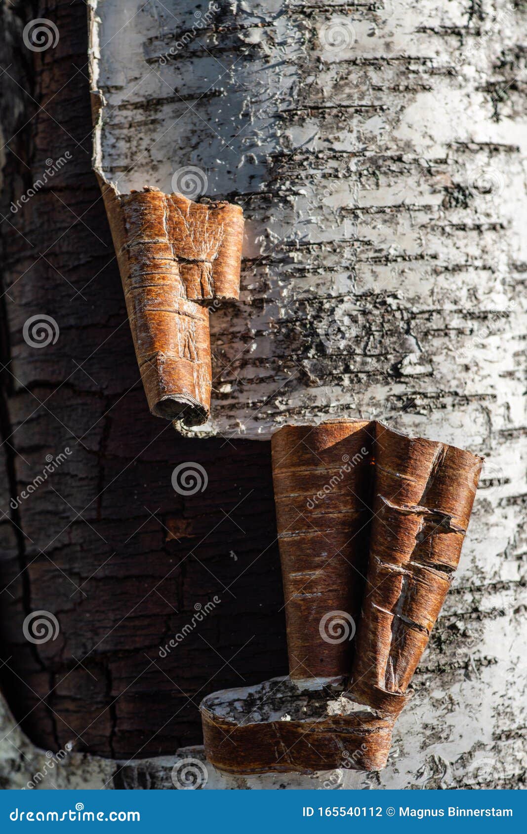 Rolls Of Birch Bark Background Texture. Rolled Bark Details Of Birch ...