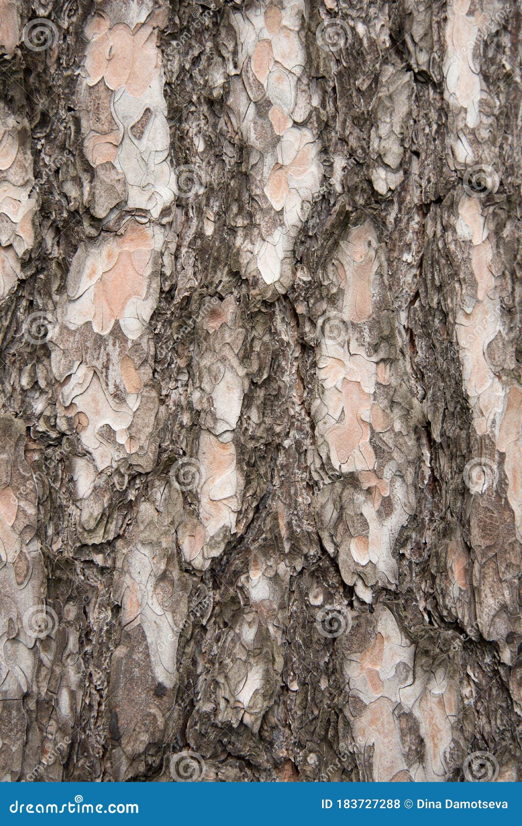 Close-up of the Trunk of a Coniferous Tree. the Structure of the Cortex ...