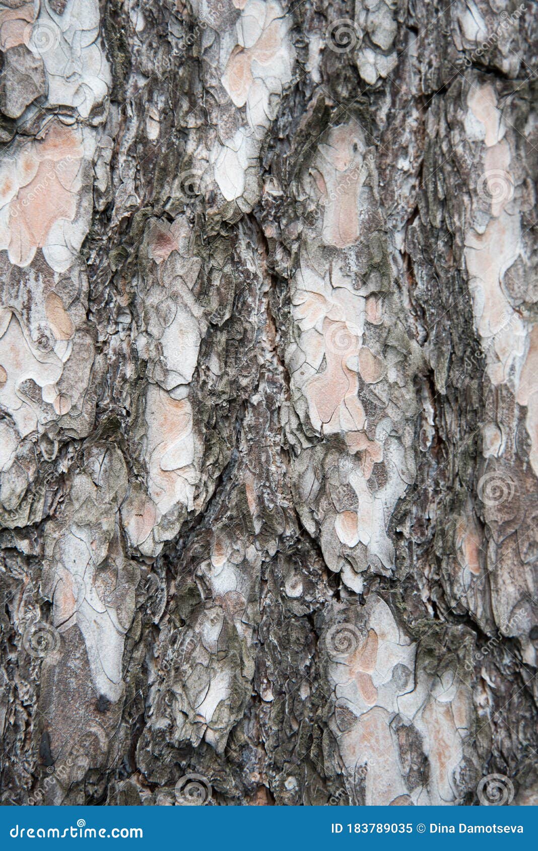 Close-up of the Trunk of a Coniferous Tree. the Structure of the Cortex ...