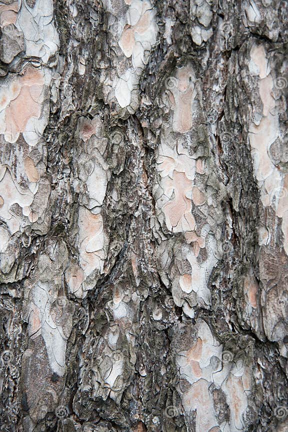 Close-up of the Trunk of a Coniferous Tree. the Structure of the Cortex ...