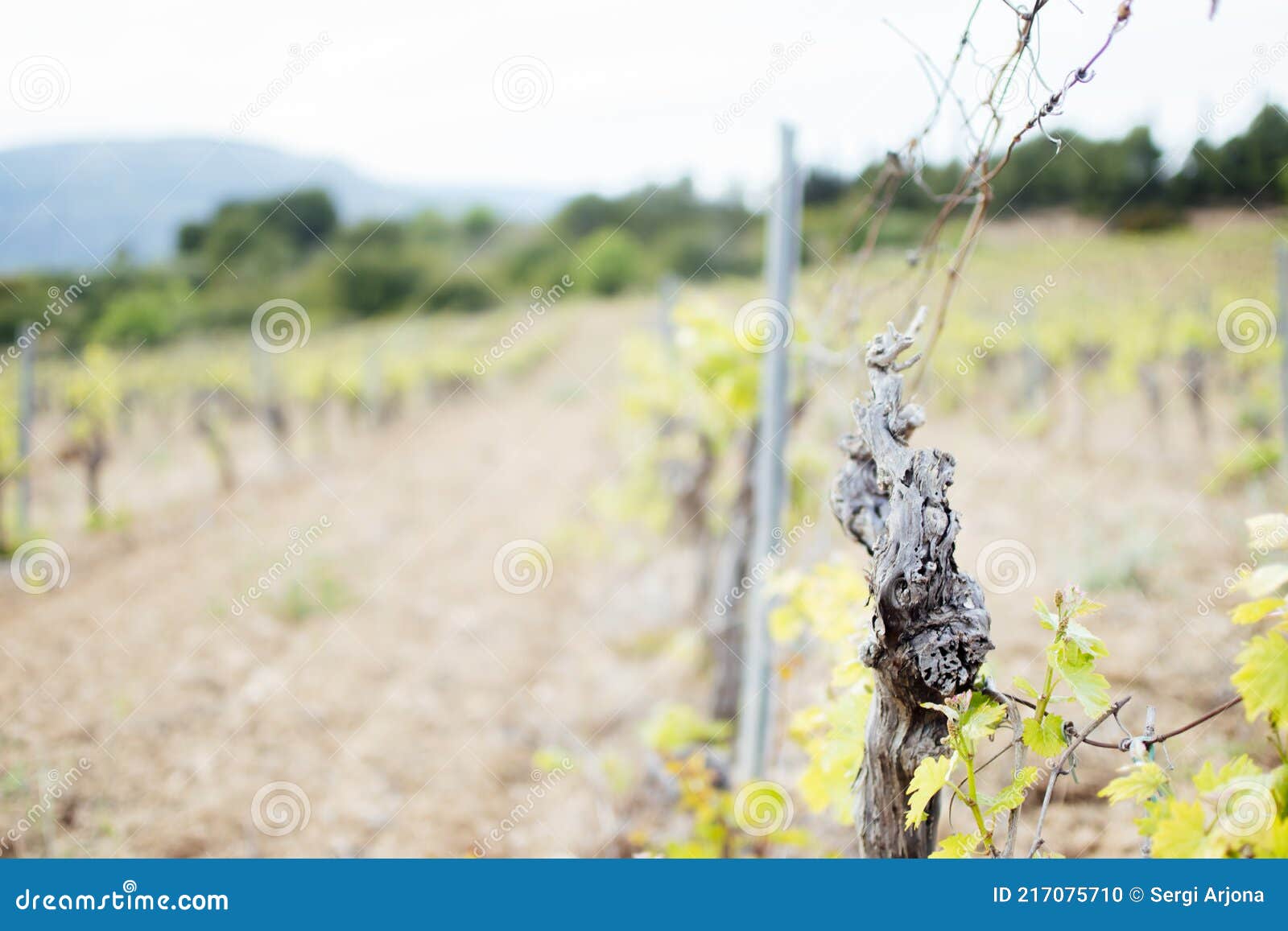 Close-up of the Trunk of a Grape Vine in a Vineyard in Spain Stock ...