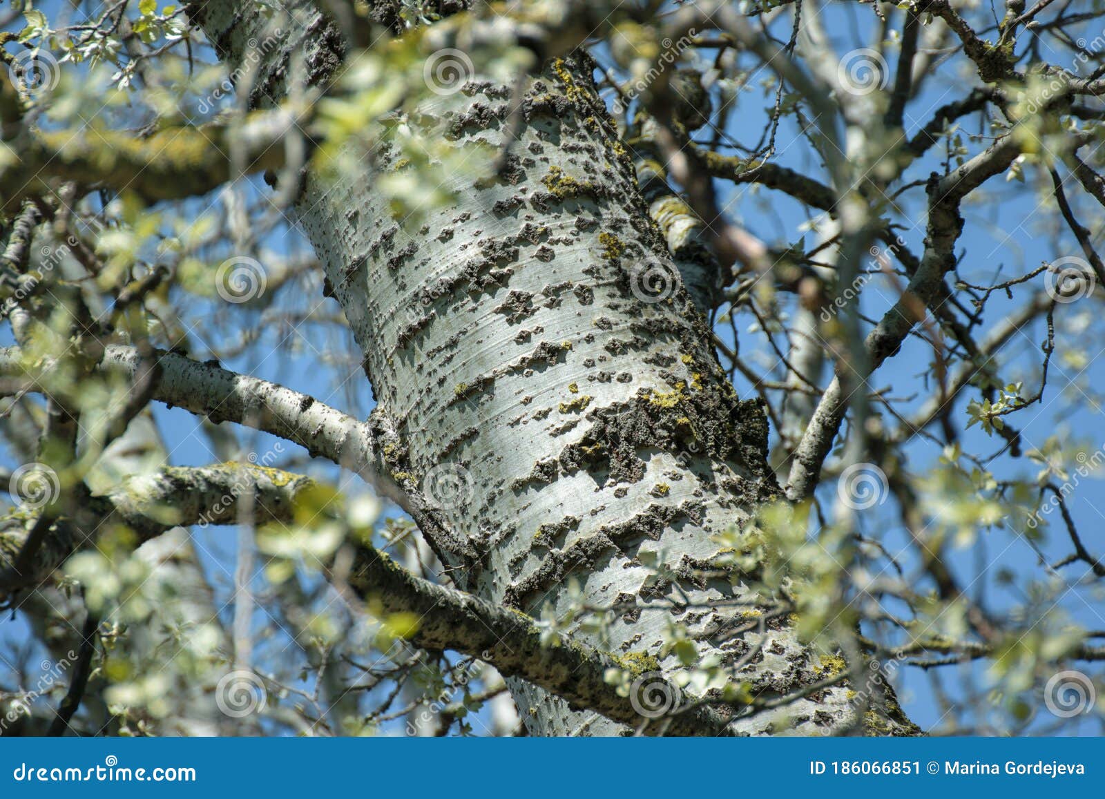 Close-up Trunk of an Old Birch. Tree Perspective View on Blue Sky ...