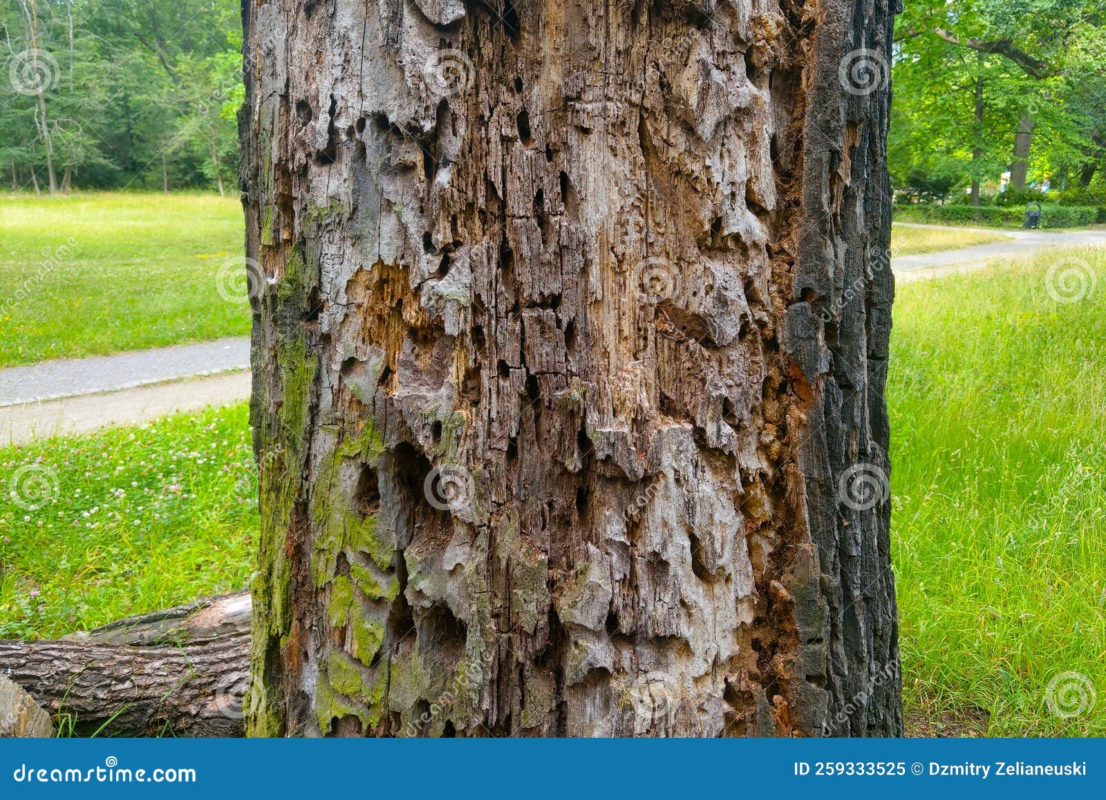 Close-up of the Trunk of an Old Tree. a Sick Tree. Stock Image - Image ...