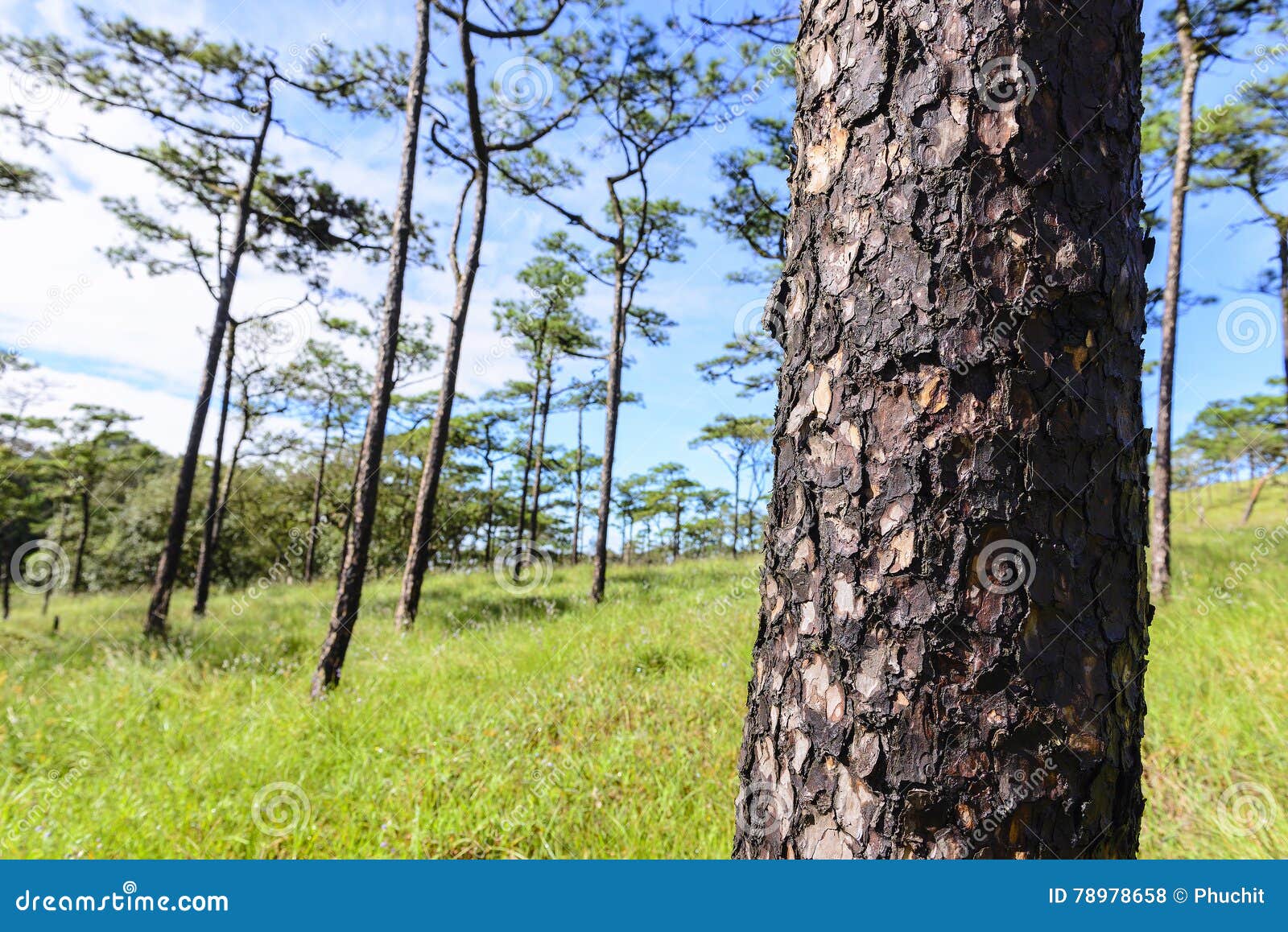 Close Up of the Trunk of Pine Tree. Stock Photo - Image of light, macro ...