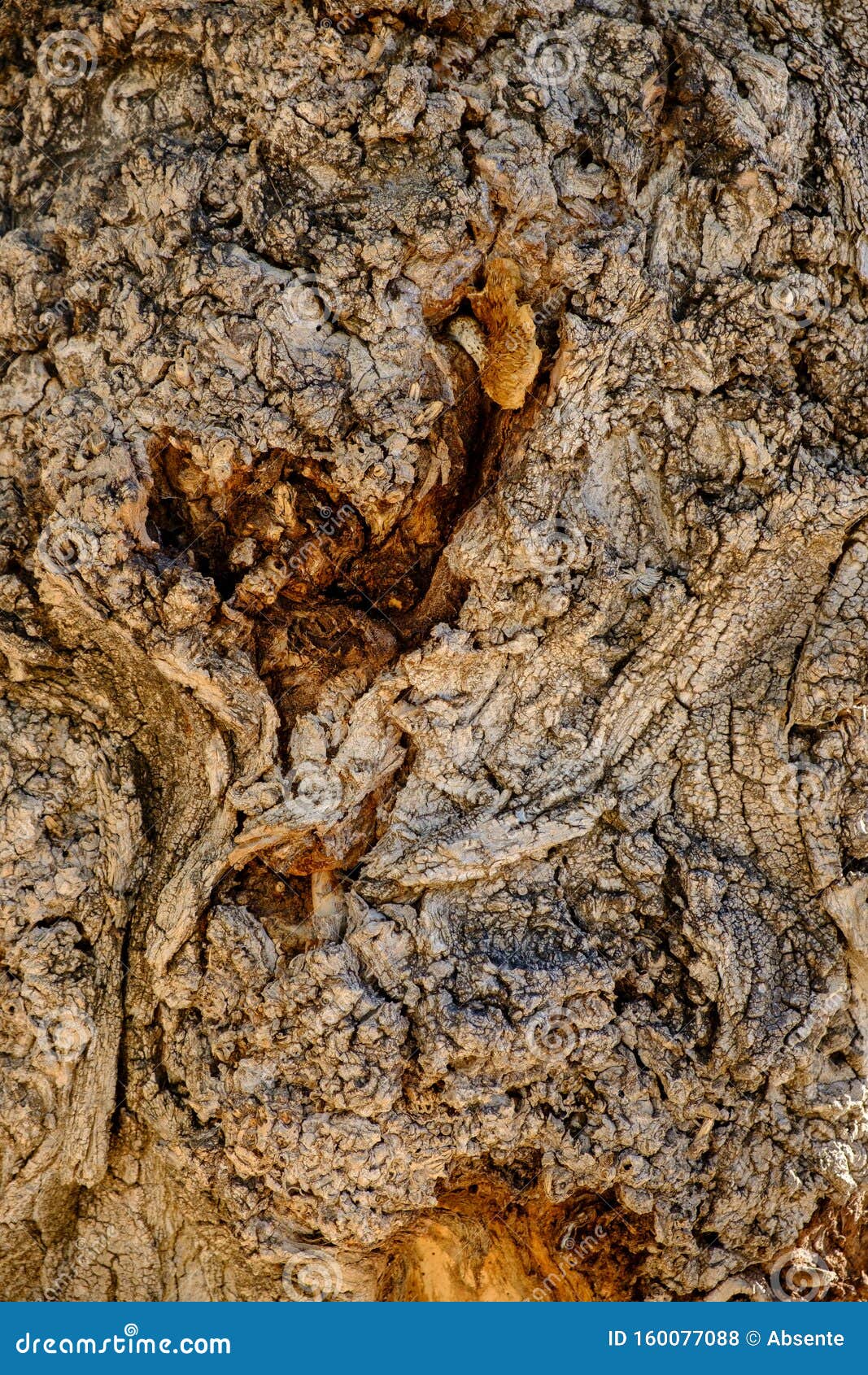Closeup of the Trunk of a Rough Tree Stock Photo - Image of lichen ...