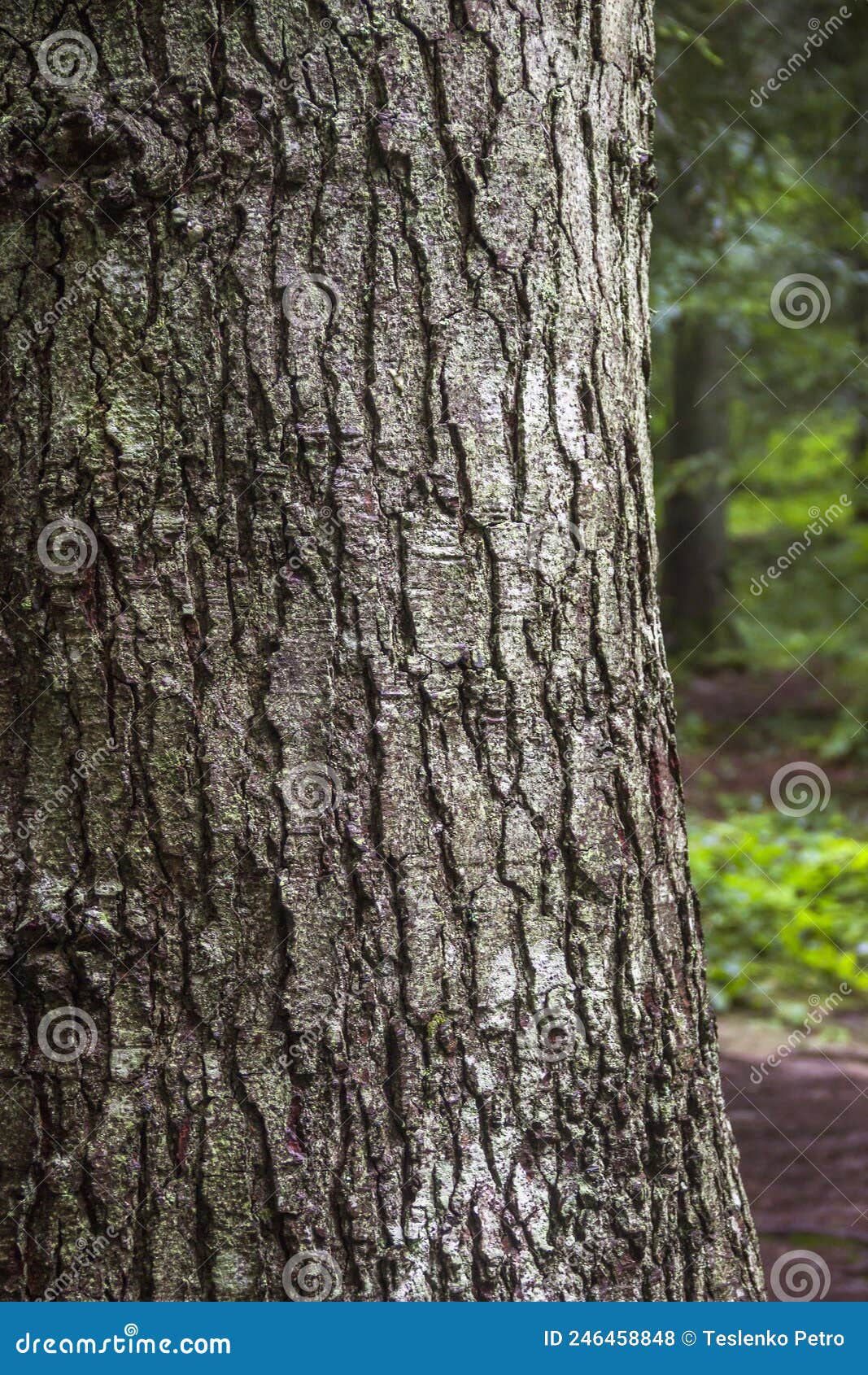 Trunk of a spruce tree stock photo. Image of root, bark - 246458848