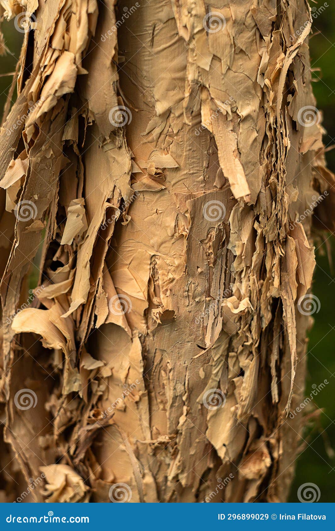 Close-up of the Trunk of a Tea Tree. Melaleuca . Paperbark. Stock Image ...