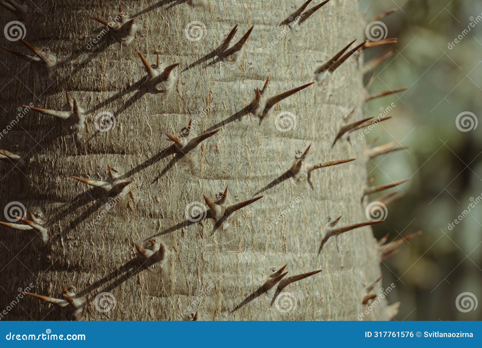 Close Up of the Trunk Texture with Sharp Thorns on Palm Tree Stock ...