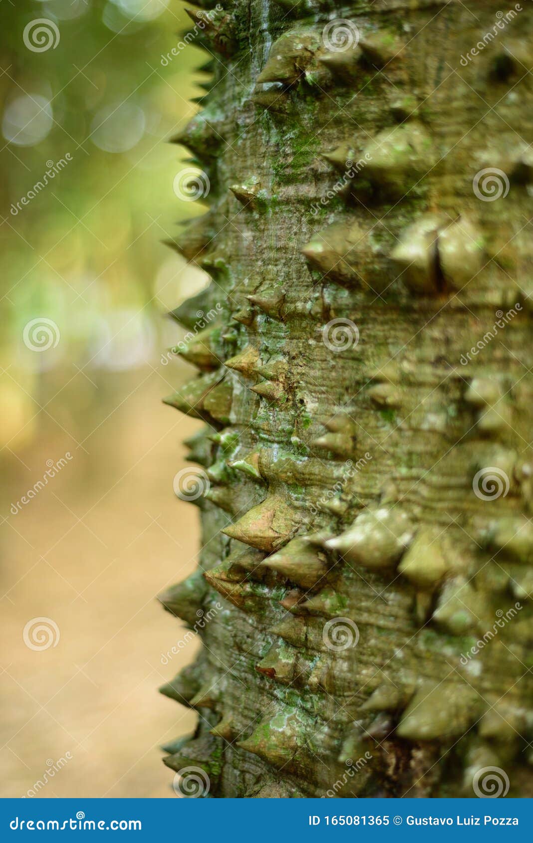 Thorns from a Tree Close Up Stock Image - Image of natural, tree: 165081365