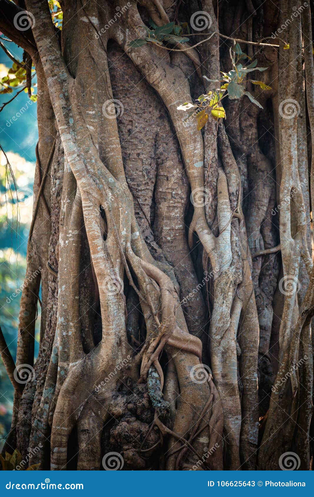 Close-up of Trunk of Tree Root of Indian Rubber Banyan Tree Stock Image ...