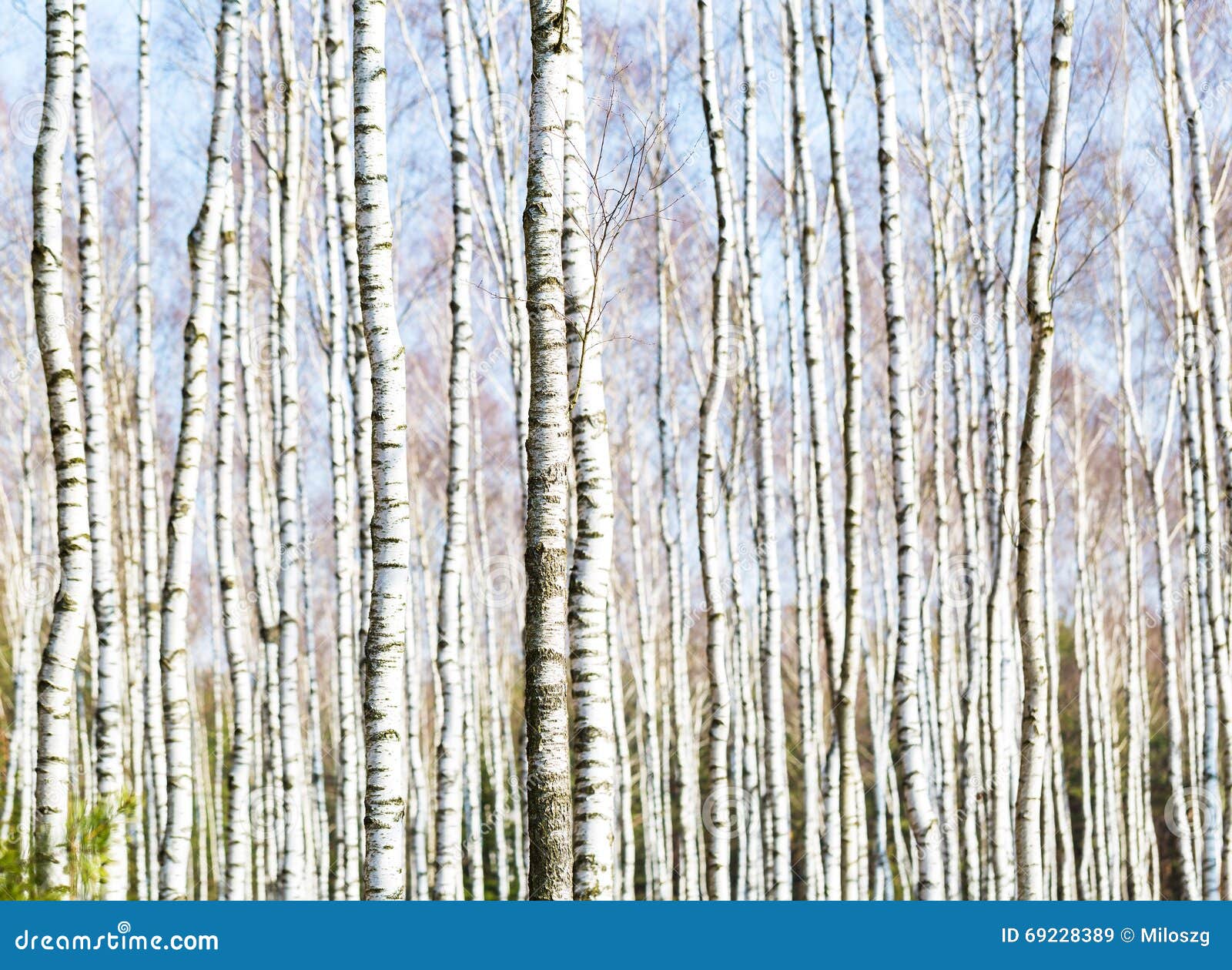 Close Up of Trunks of Birch Trees in Birch Forest Stock Image - Image ...