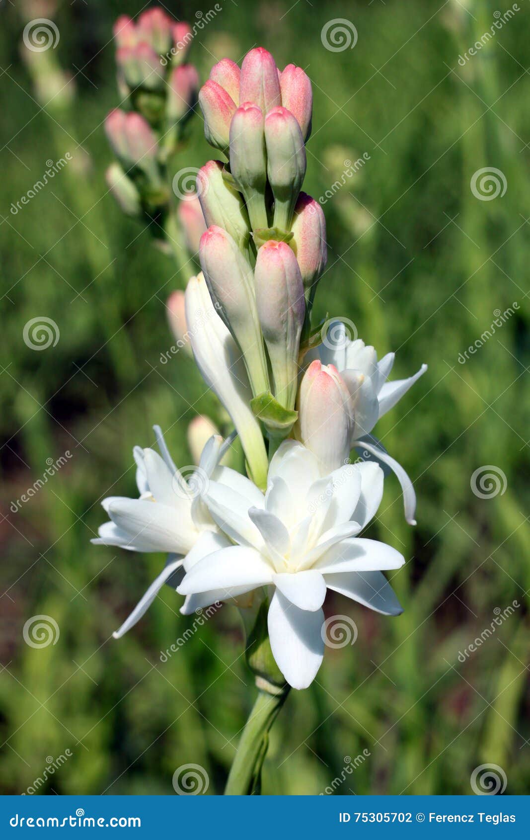 Close-up with Tuberose Flower Stock Photo - Image of close, blooming ...