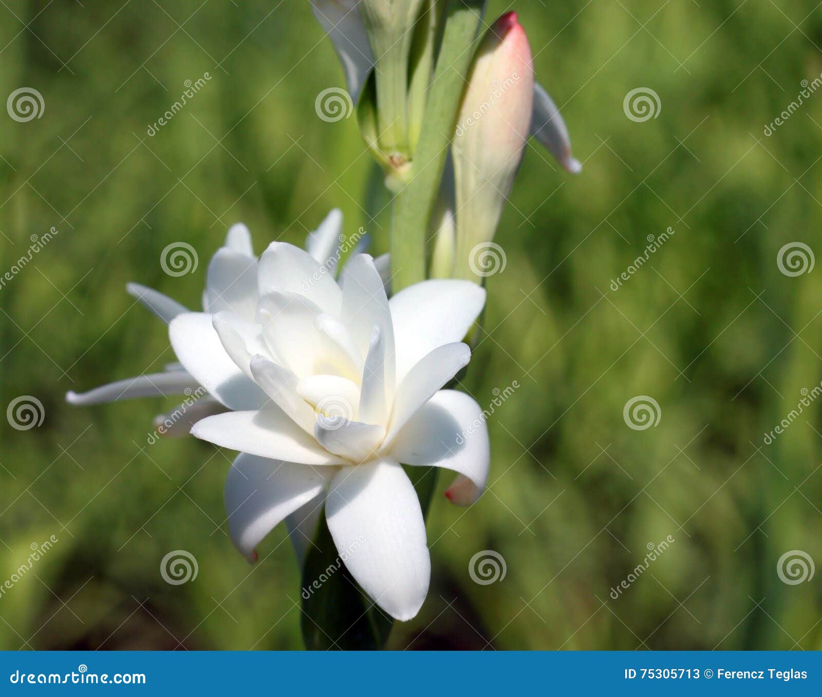 Tuberose Flower With Leaves In Focus With Green Background Stock ...