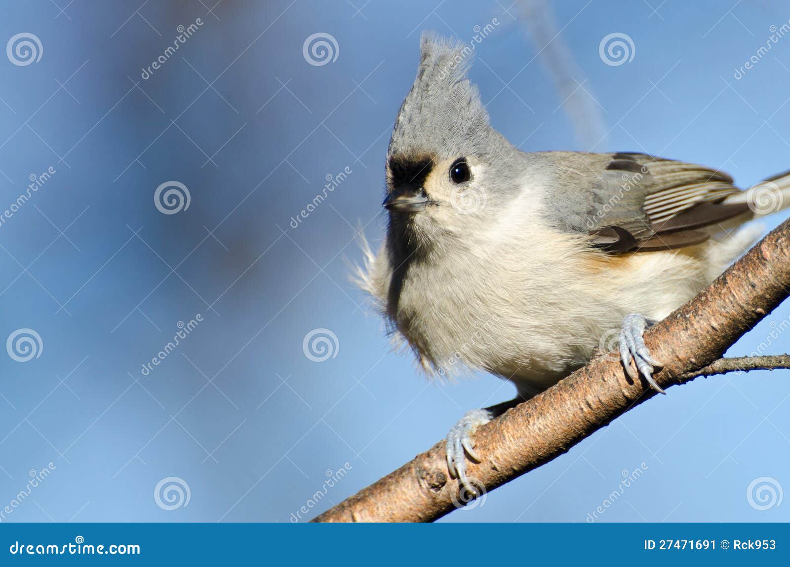 Close Up of a Tufted Titmouse Stock Image - Image of gray, titmouse ...