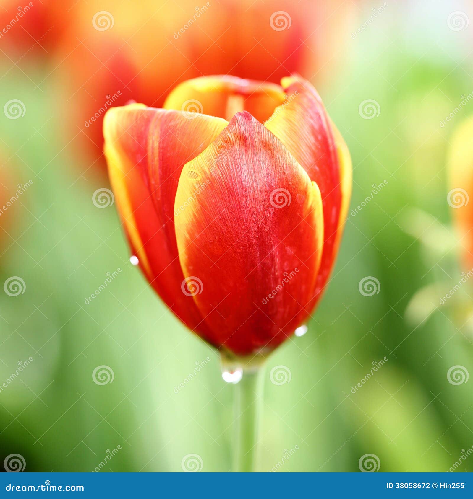 Close up Tulip flower stock photo. Image of bunch, blossom - 38058672