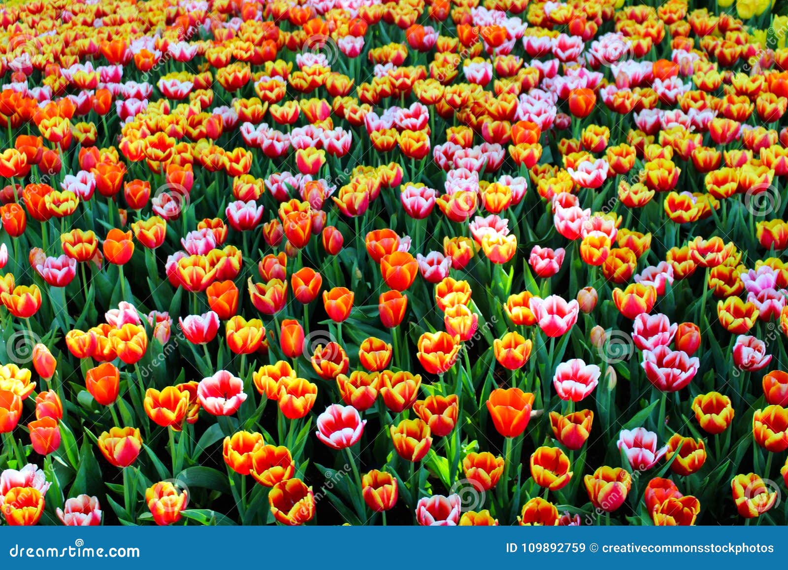 Close-up Of Tulips Picture. Image: 109892759