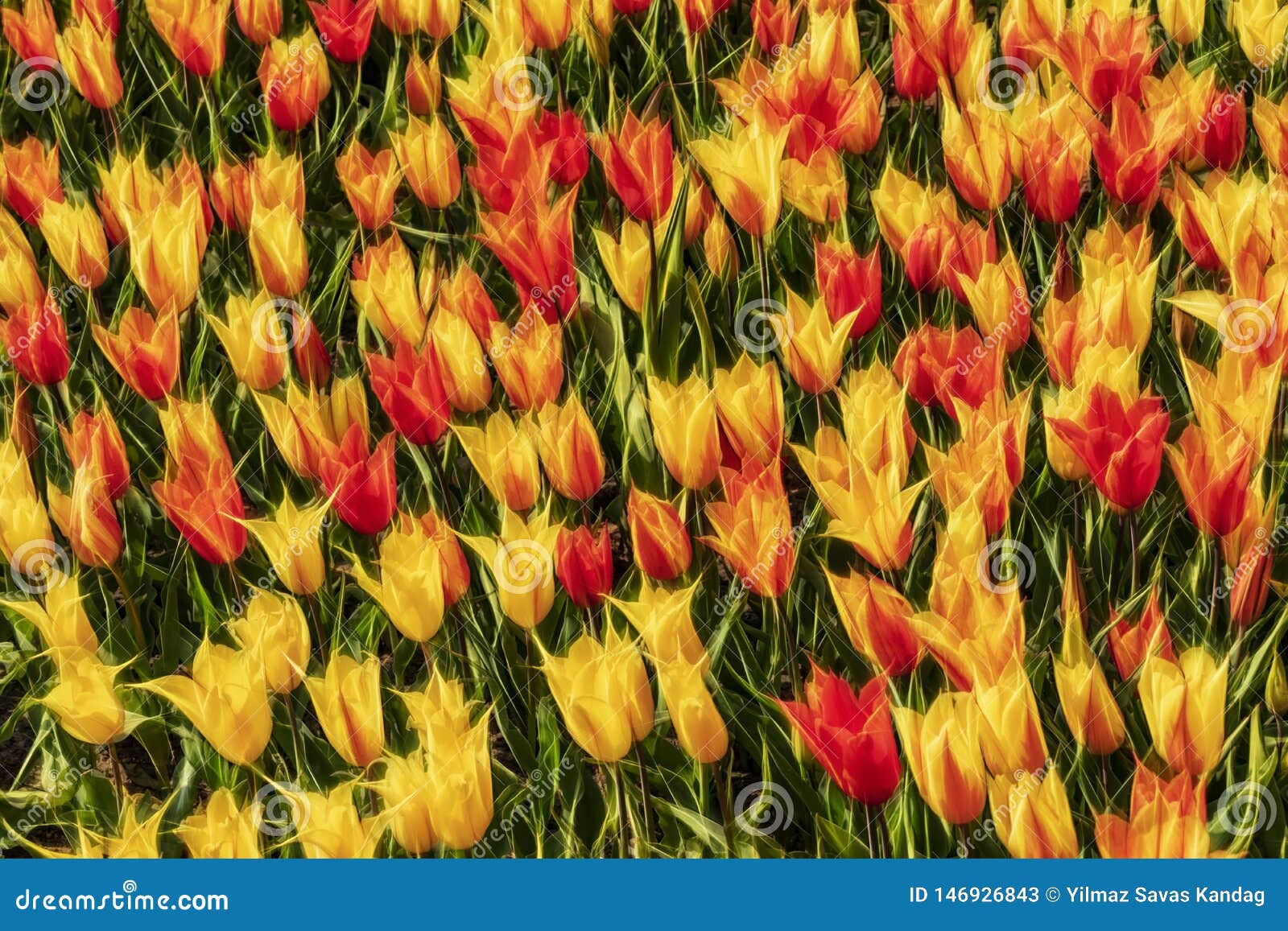 Close up tulips in nature stock image. Image of floral - 146926843