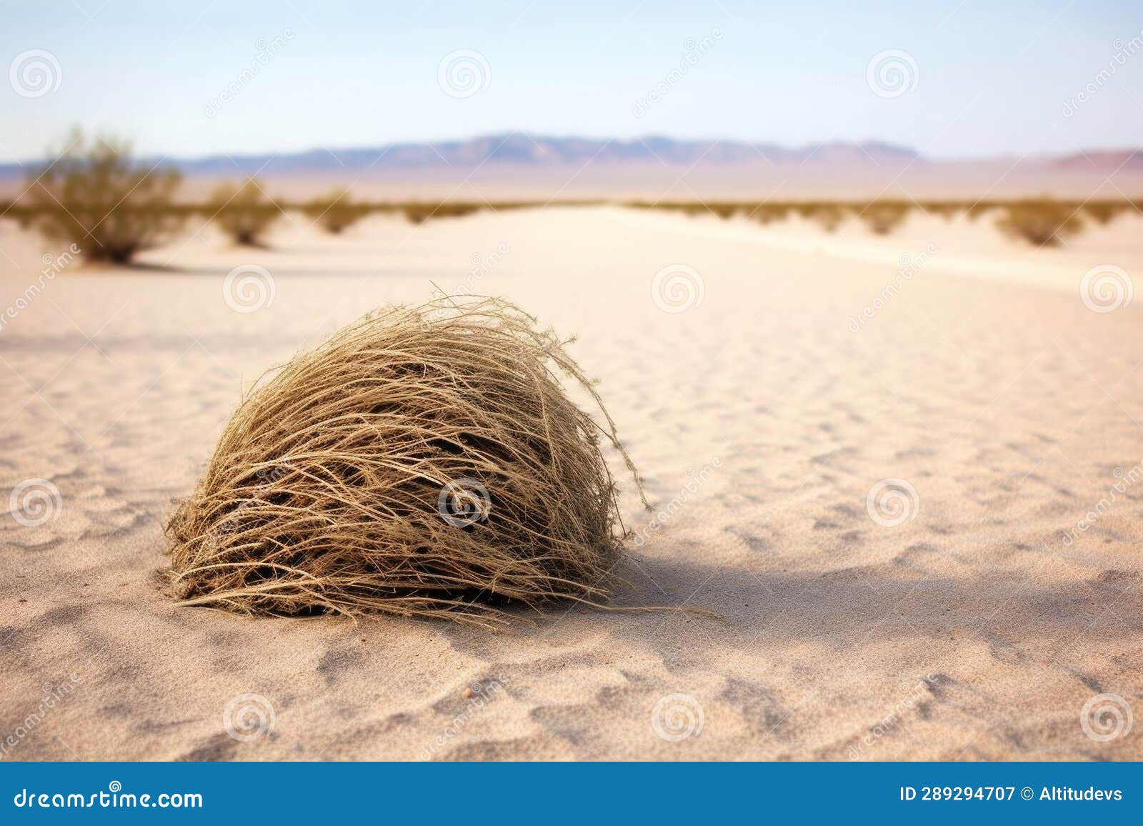 Close-up of a Tumbleweed Rolling Across Desert Sand Stock Image - Image ...