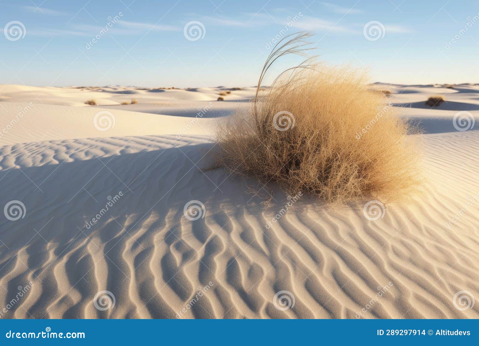 Close-up of Tumbleweed Rolling Across Sand Dunes Stock Photo - Image of ...