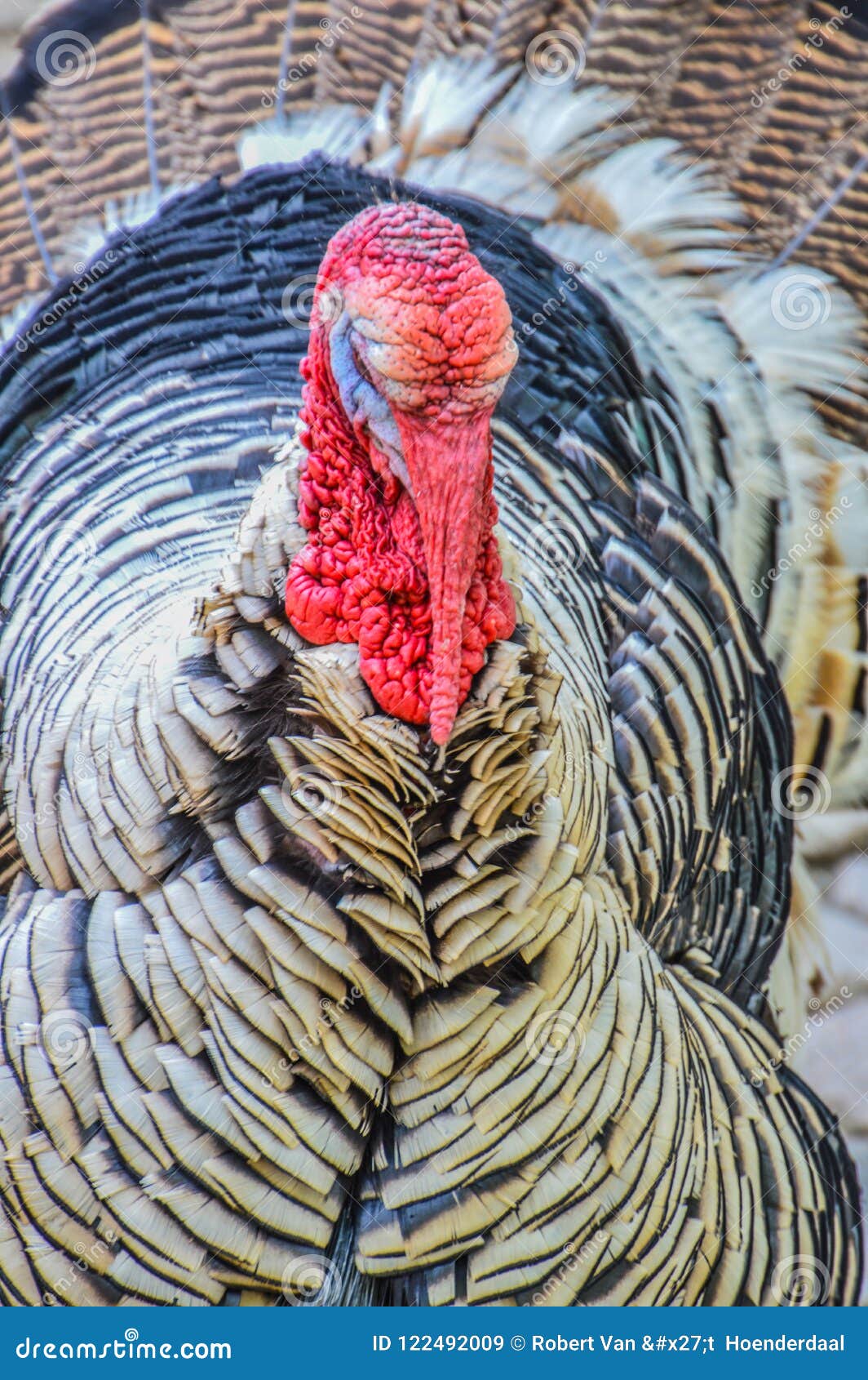 Close Up of a Turkey stock image. Image of domestic - 122492009