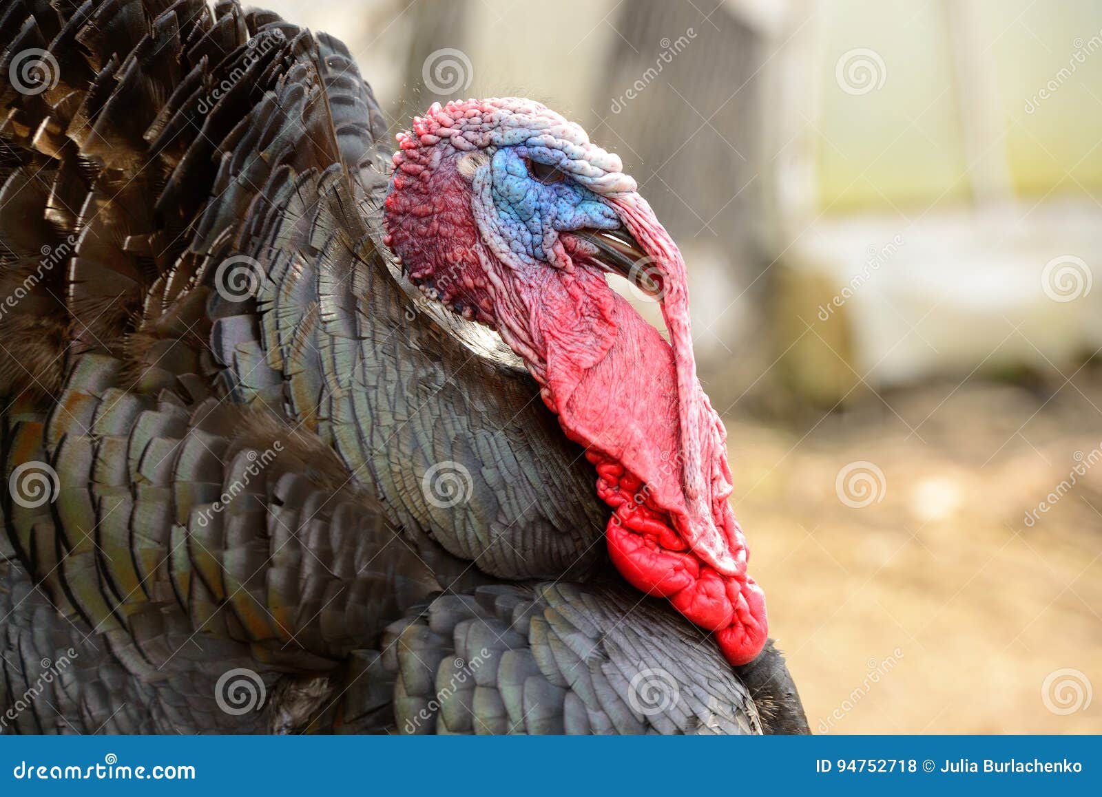 Close-up of the Turkey Bird Stock Photo - Image of gallopavo, wildlife ...