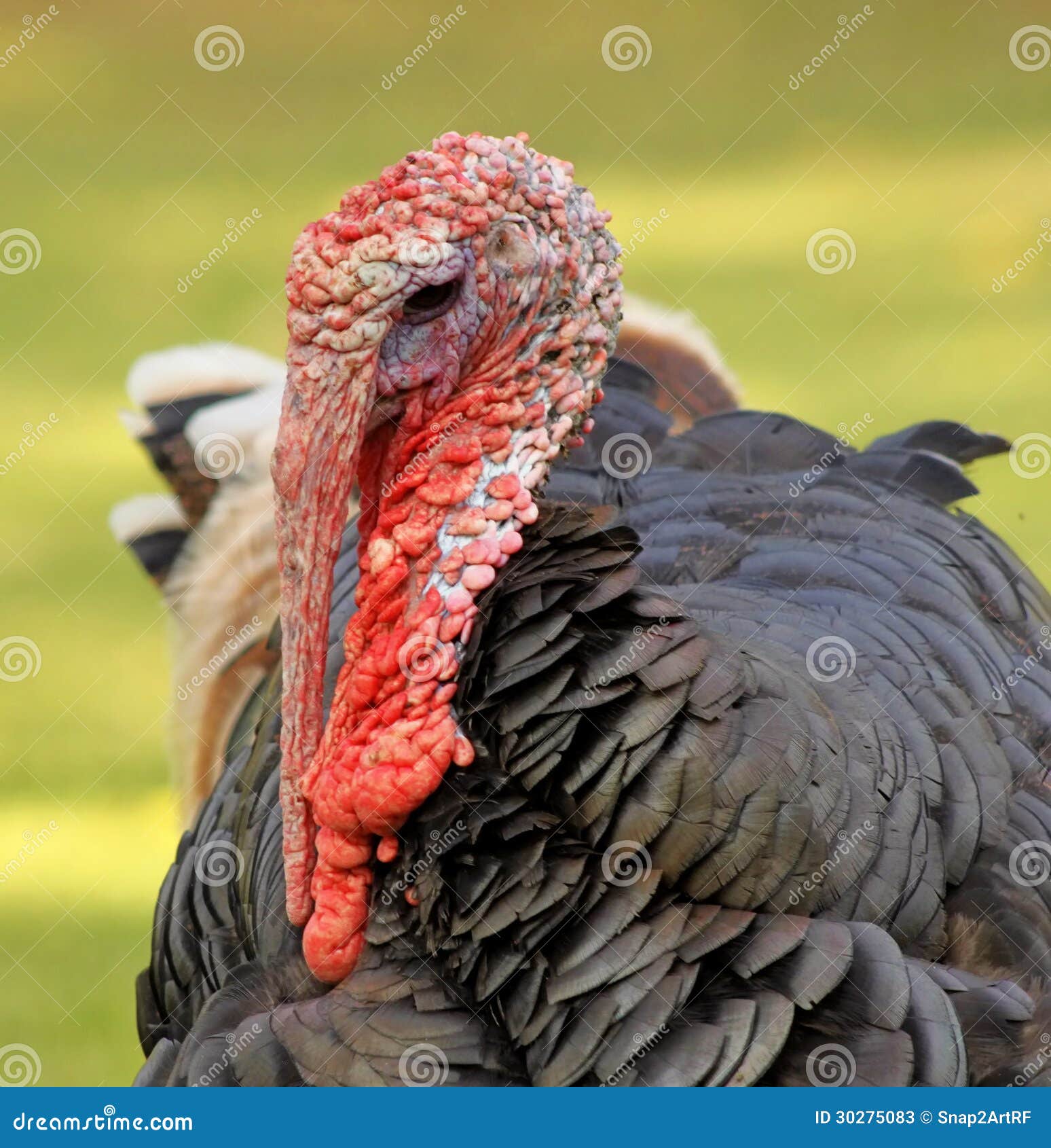 Close-Up Turkey Head stock image. Image of wattle, closeup - 30275083