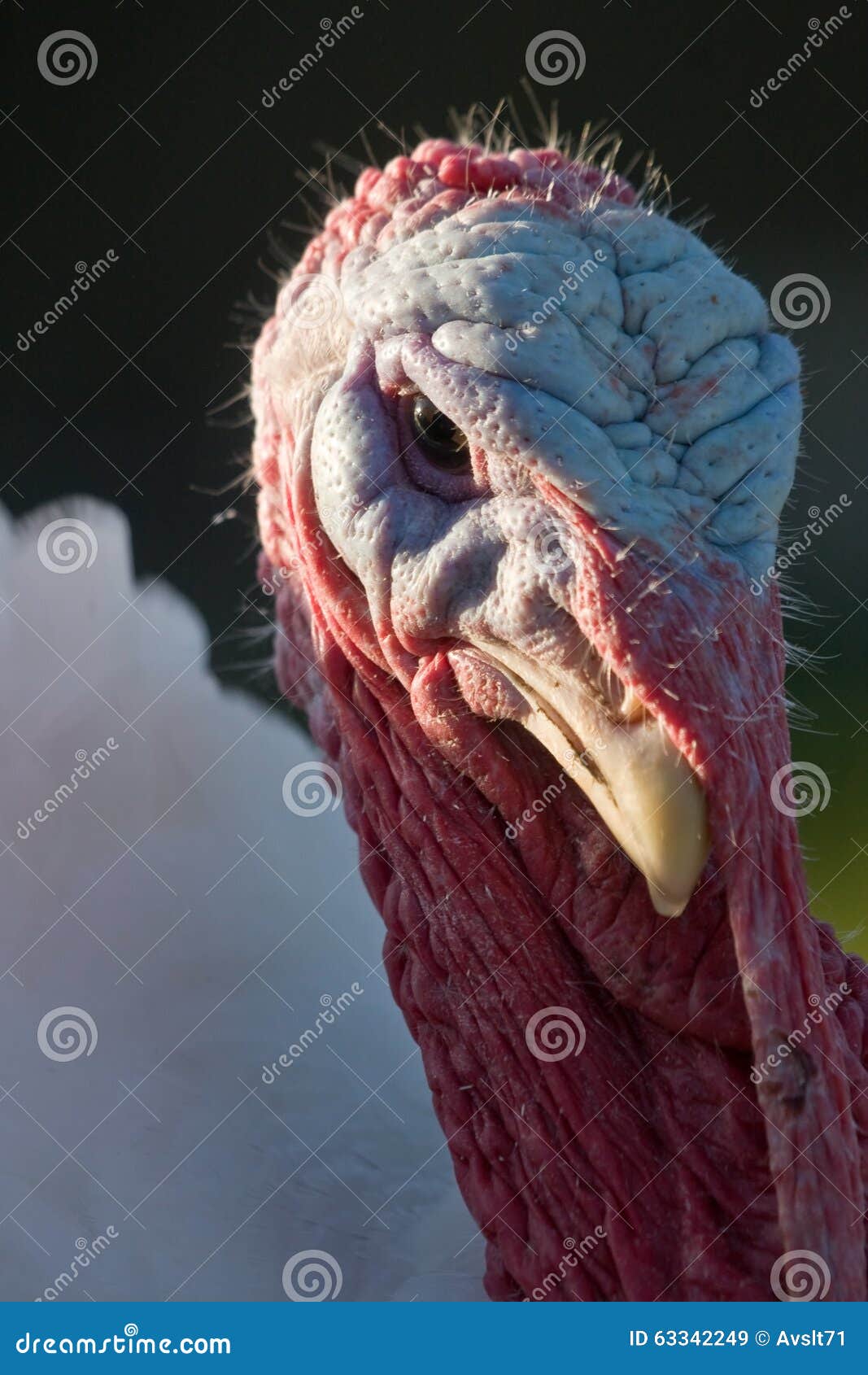Close-up of the turkey stock image. Image of bird, head - 63342249