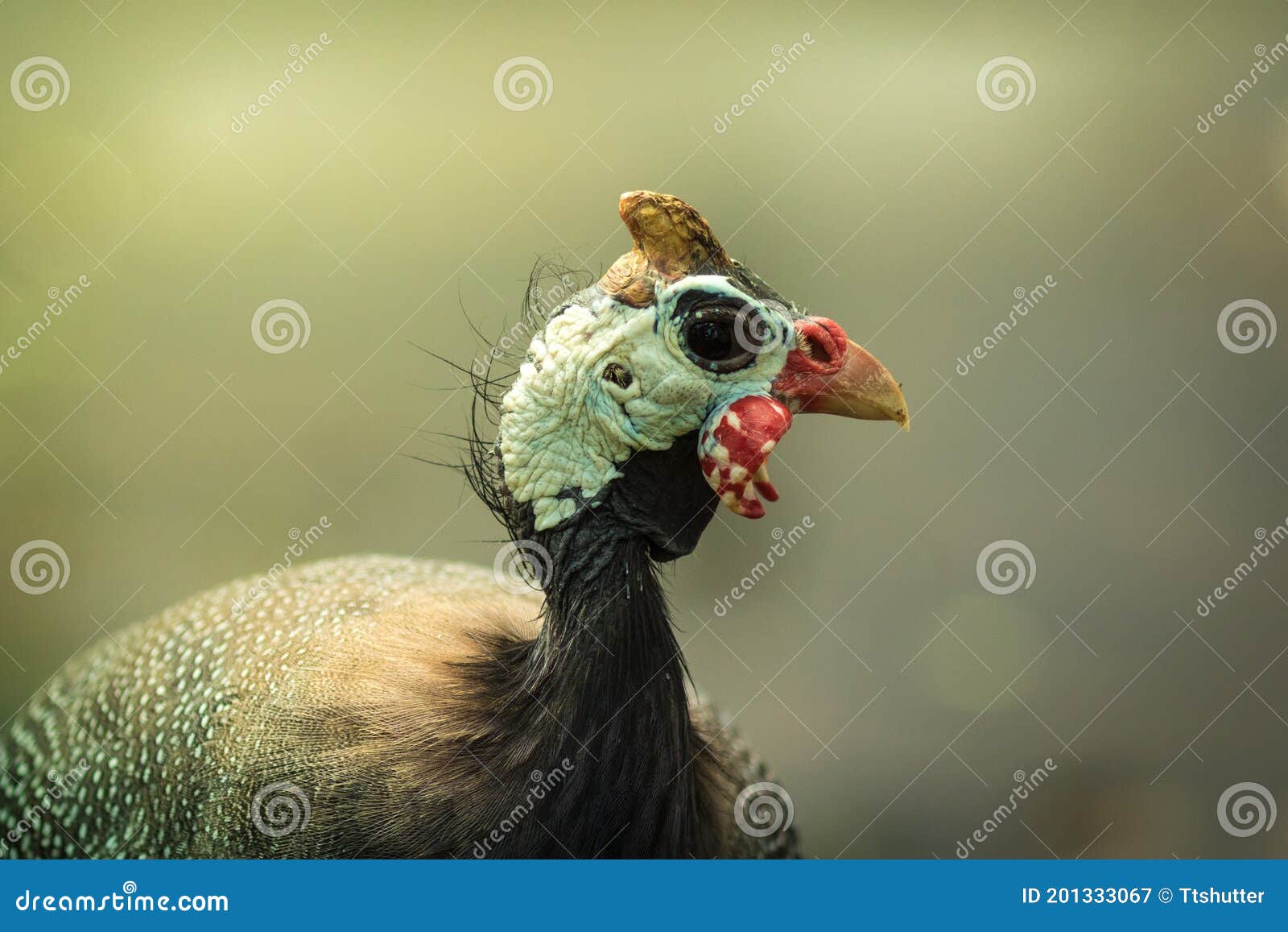 Funny turkey stock image. Image of feather, bill, habitat - 201333067
