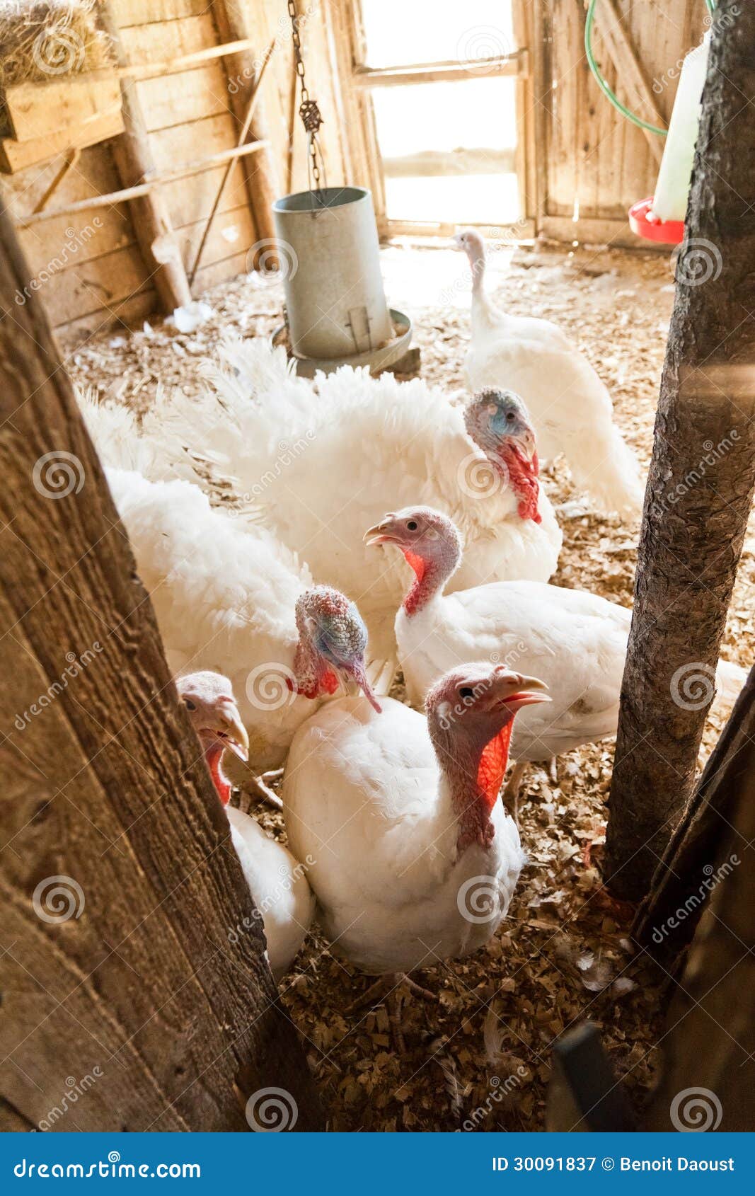 Turkeys on the farm stock image. Image of coop, animal - 30091837