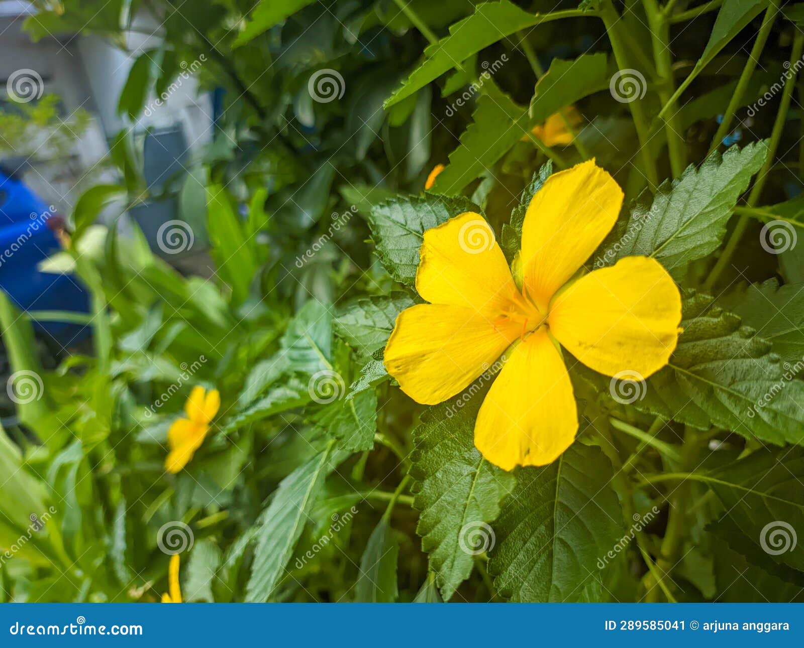 Close Up Turnera Ulmifolia Flower Stock Image - Image of green, growth ...