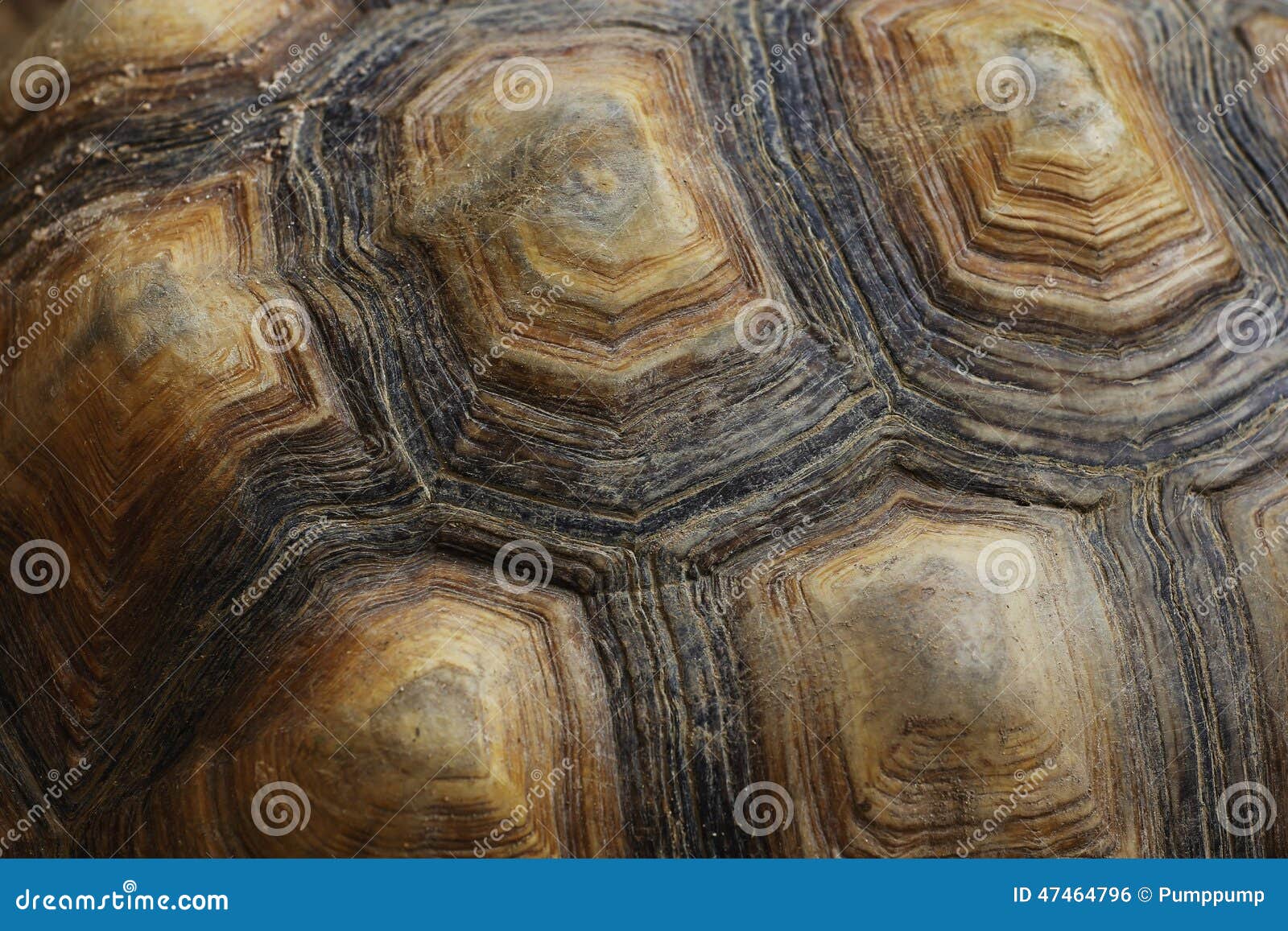 Turtle Carapace Background Shell Texture Royalty-Free Stock Image ...