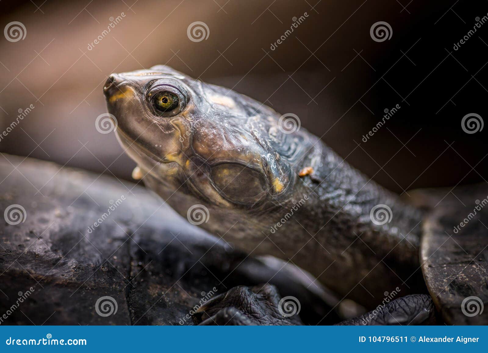 Close up of turtle stock image. Image of colorful, wild - 104796511