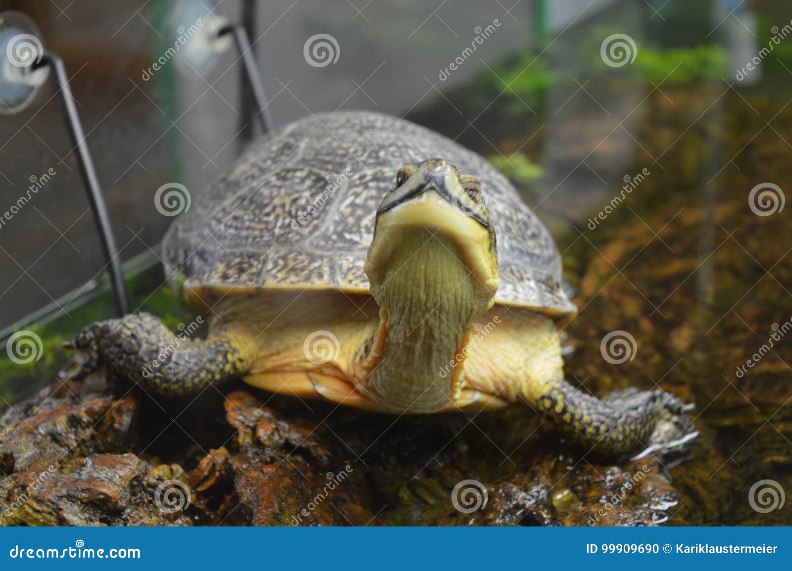Close up of a turtle stock photo. Image of nature, neck - 99909690