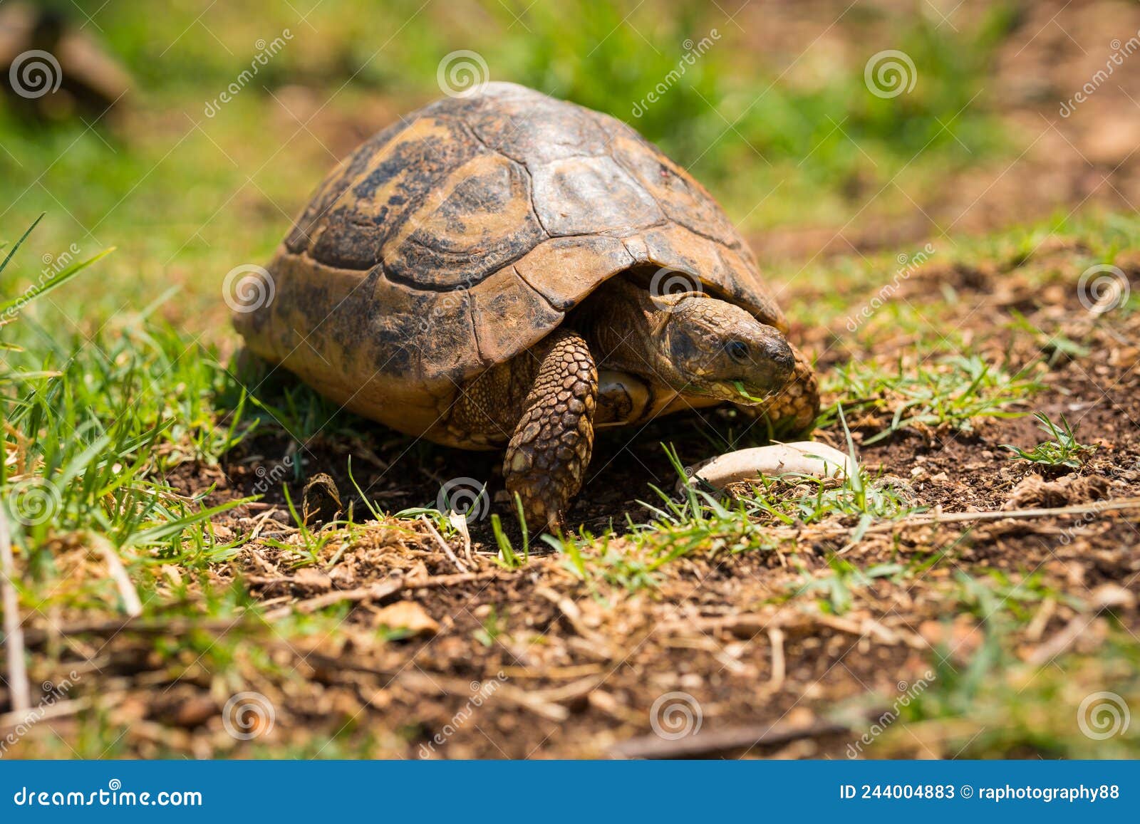 Close Up of Turtle Eating Grass Stock Image - Image of herpetology ...