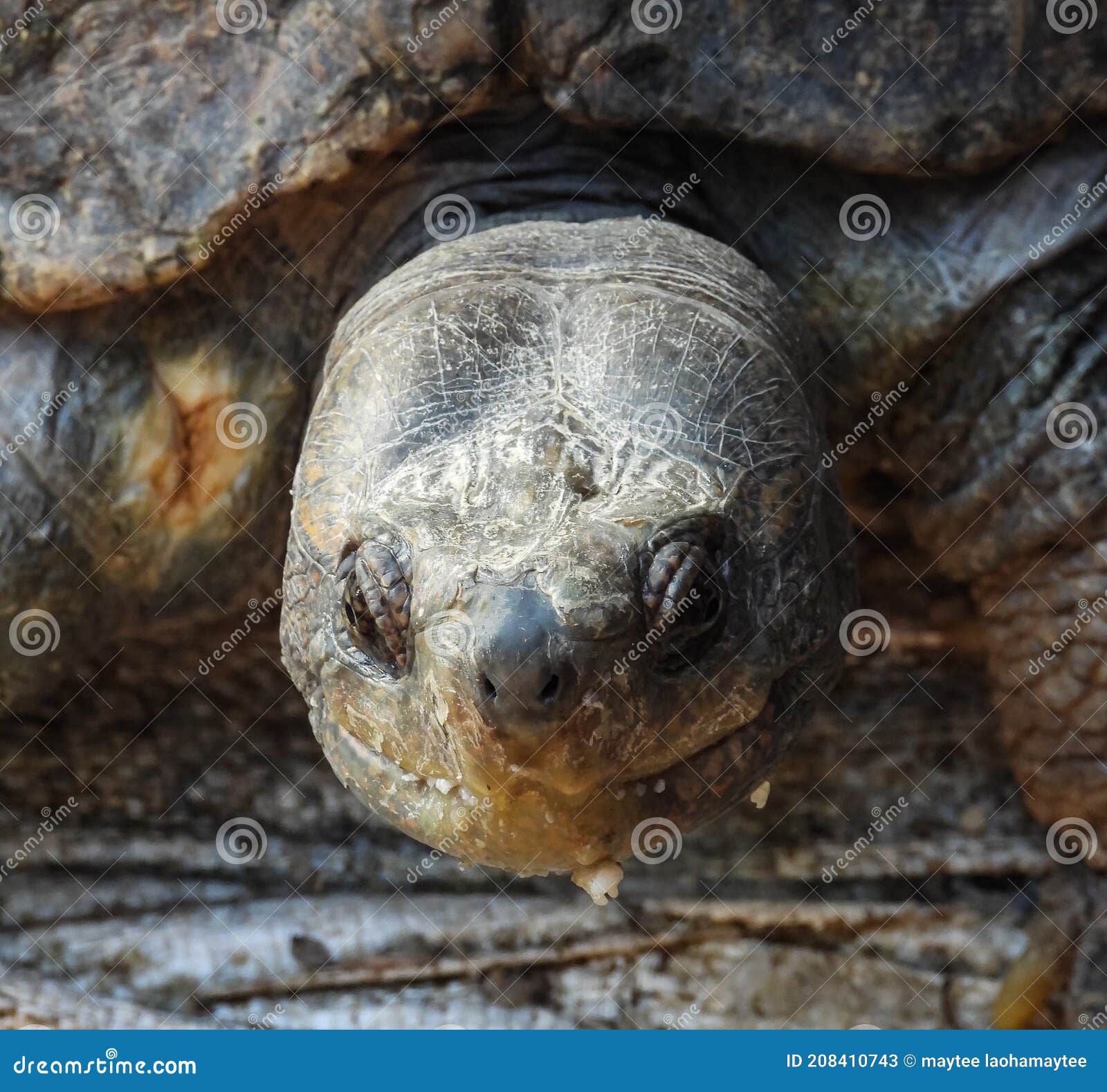 Close up of turtle face. stock image. Image of turtle - 208410743