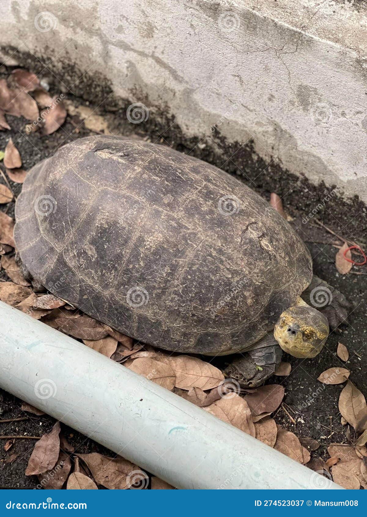 Turtle on the ground stock image. Image of tortoise - 274523037