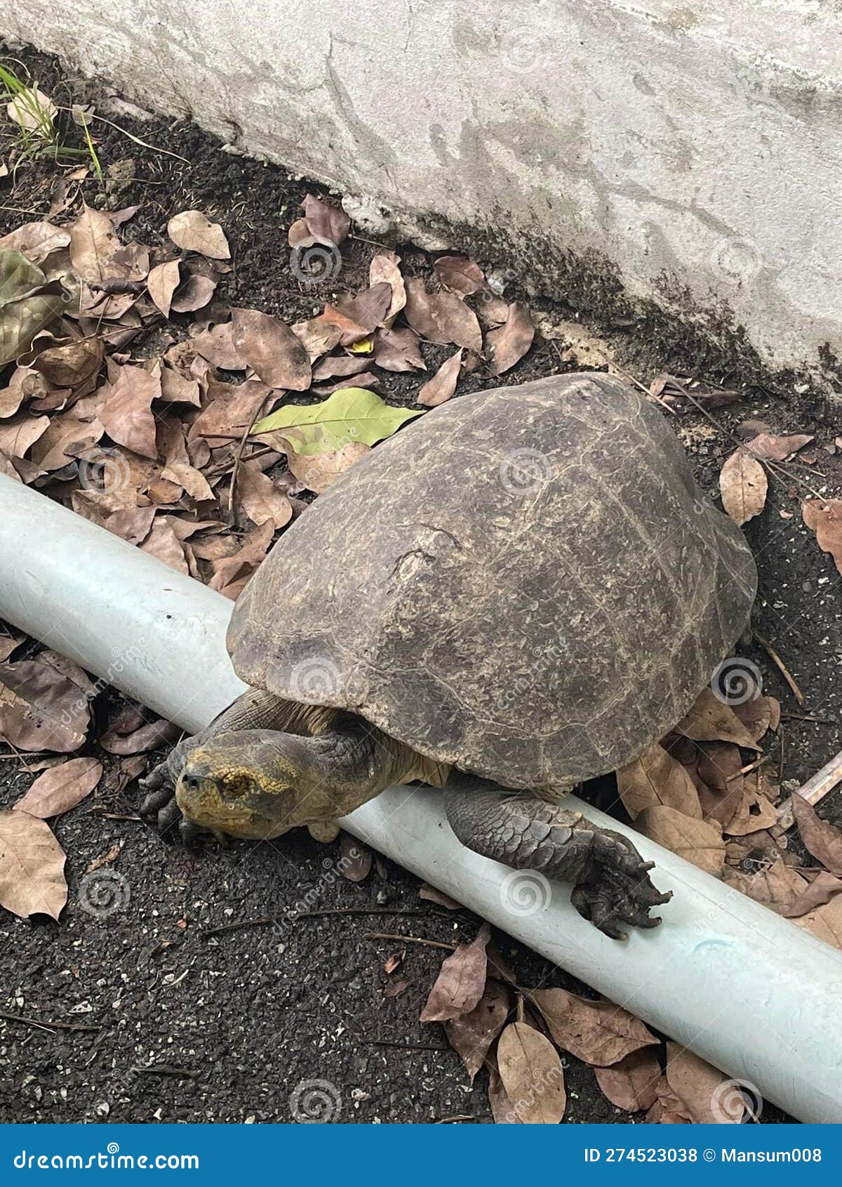 Turtle on the ground stock photo. Image of fauna, nature - 274523038