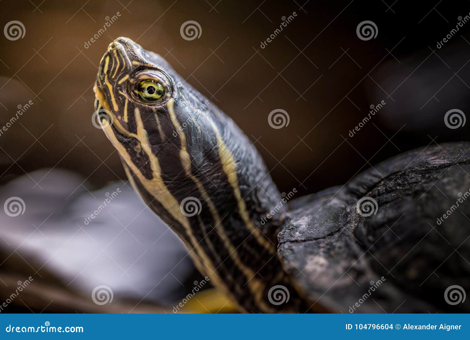 Close up of turtle stock photo. Image of turtle, neck - 104796604