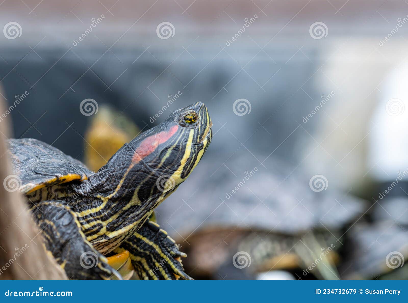 Close Up of a Turtle Head, Side View Stock Image - Image of amphibian ...