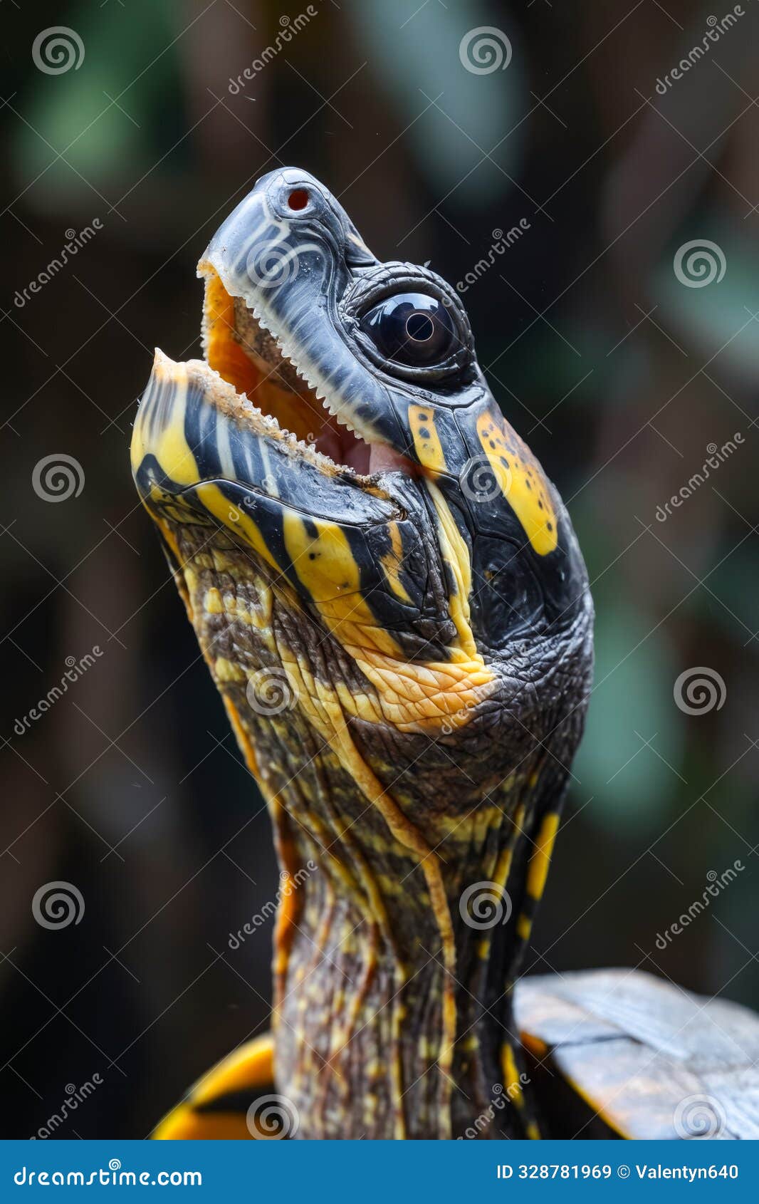A Close Up of a Turtle with Its Mouth Open Showing Its Teeth ...