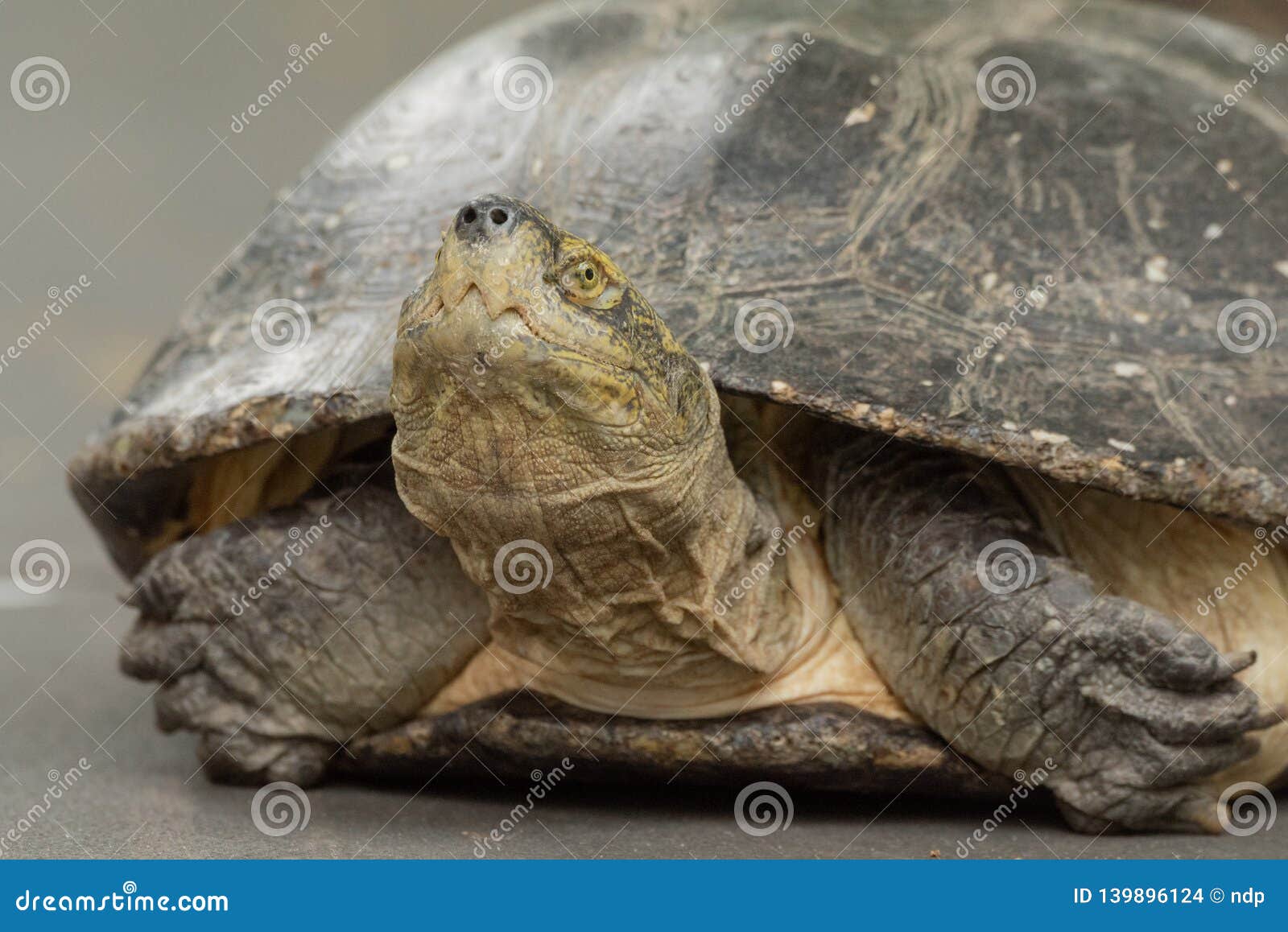 Close-up of Turtle Lying on Grey Path Stock Photo - Image of turtle ...