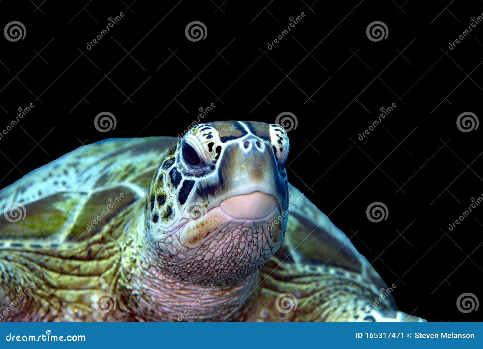 Turtle smile stock image. Image of paved, turtle, cracked - 165317471