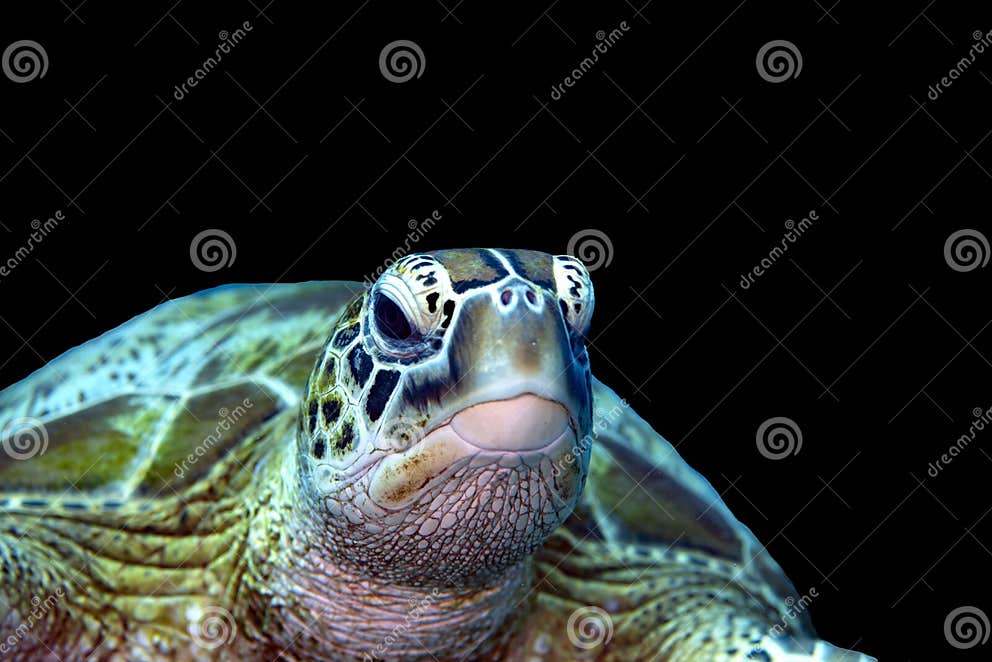 Turtle smile stock image. Image of paved, turtle, cracked - 165317471