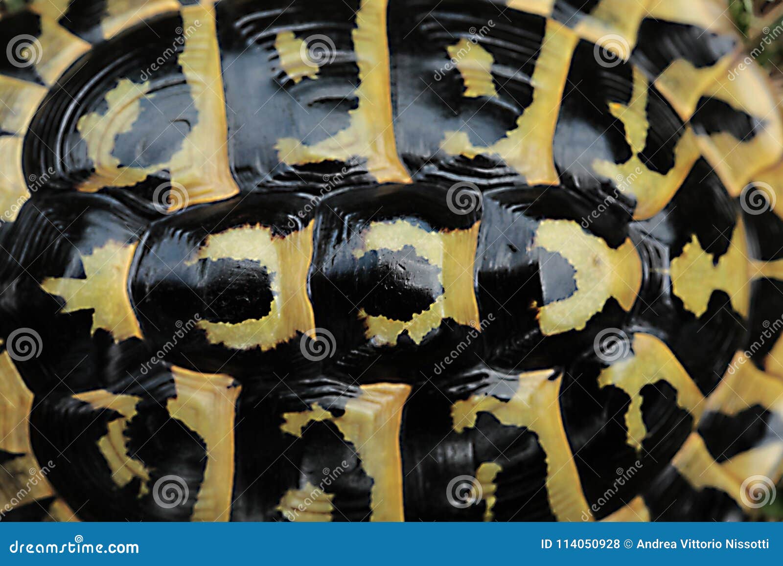 Close up on turtle`s shell stock photo. Image of shell - 114050928