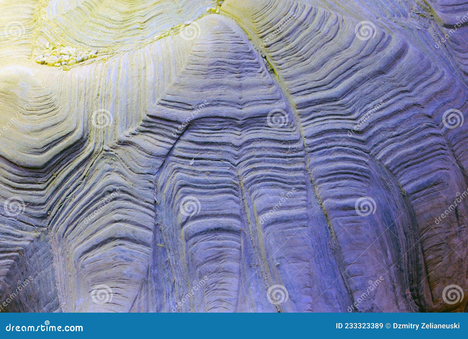 Close-up on Turtle Shell, Background, Wireframe Texture Stock Image ...