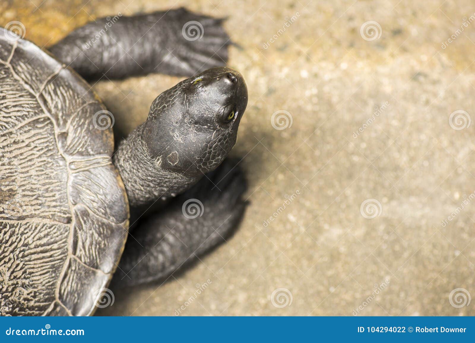 Close up of a turtle. stock photo. Image of closeup - 104294022