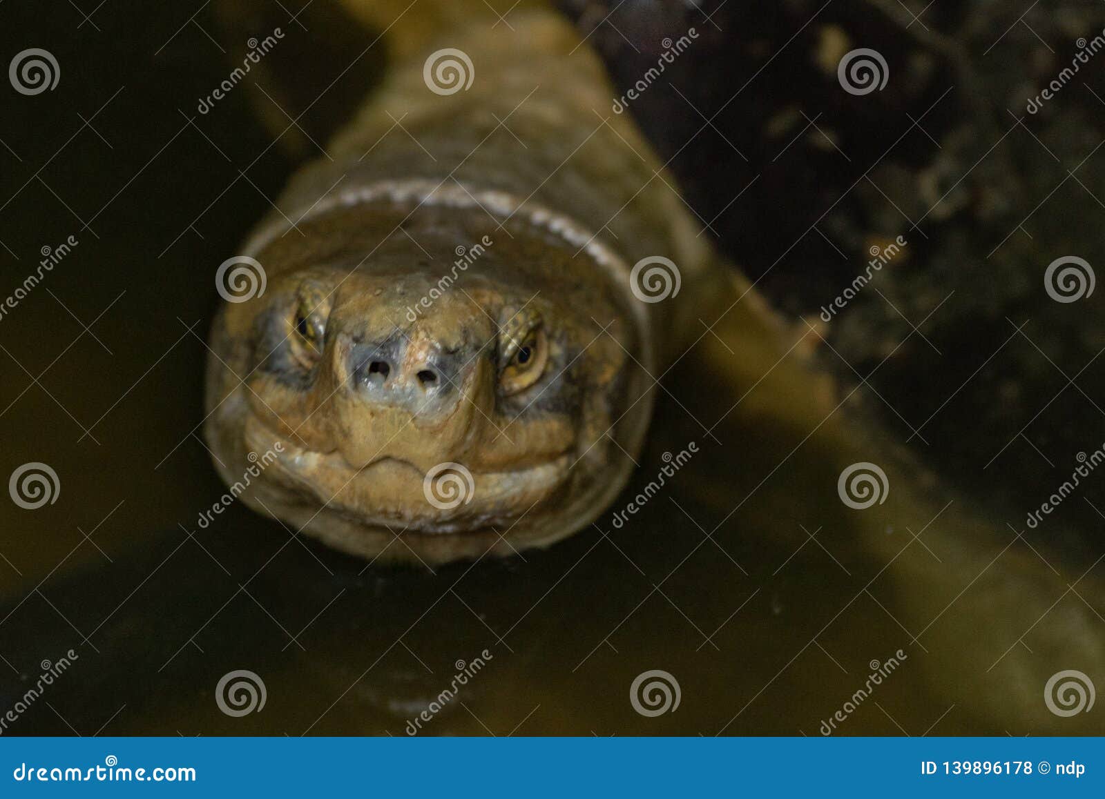 Close-up of Turtle in Water Looking Upwards Stock Photo - Image of ...