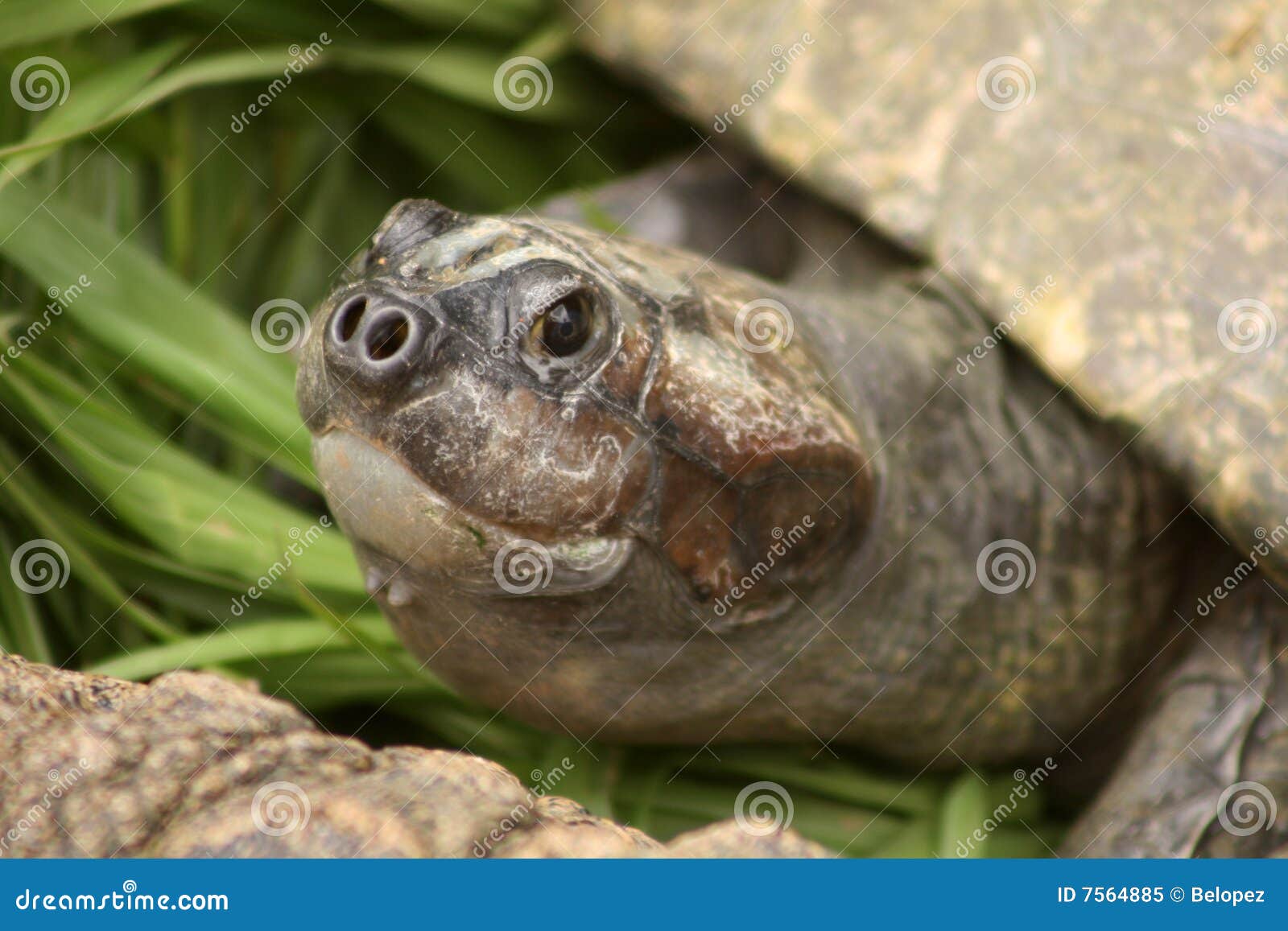 Close up of a turtles face stock image. Image of face - 7564885