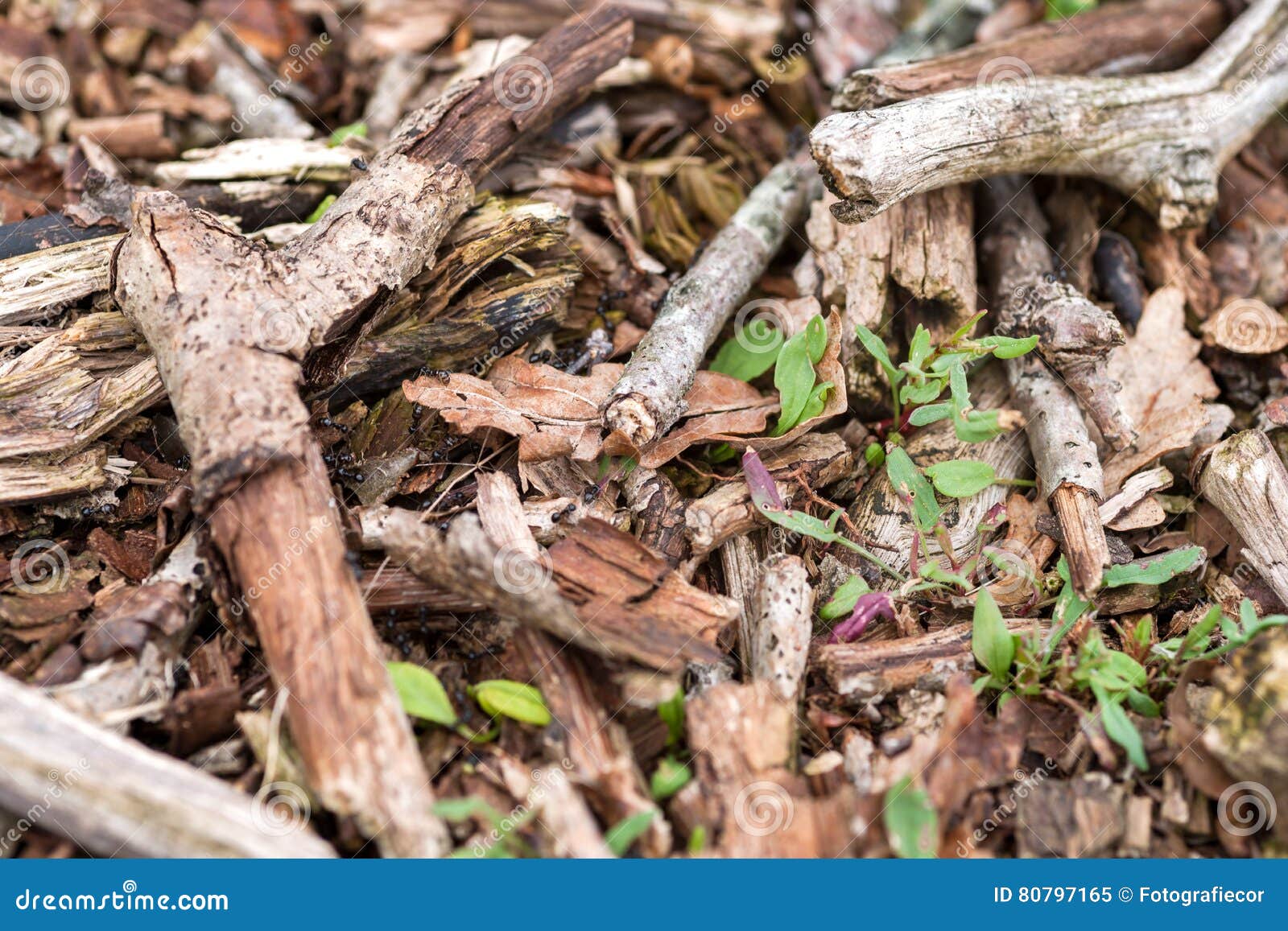 Close Up of Twigs and Dead Leaves Stock Image - Image of nature ...